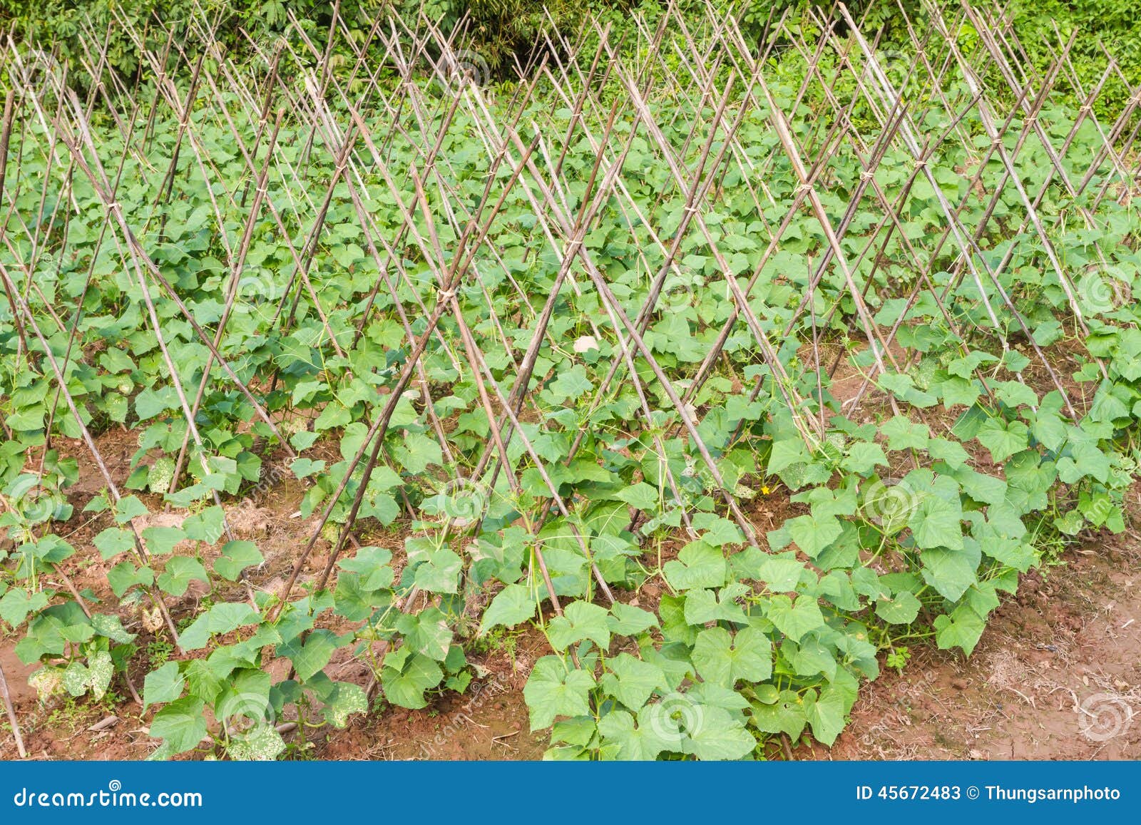 Cucumber farm stock image. Image of land, farm, grow - 45672483