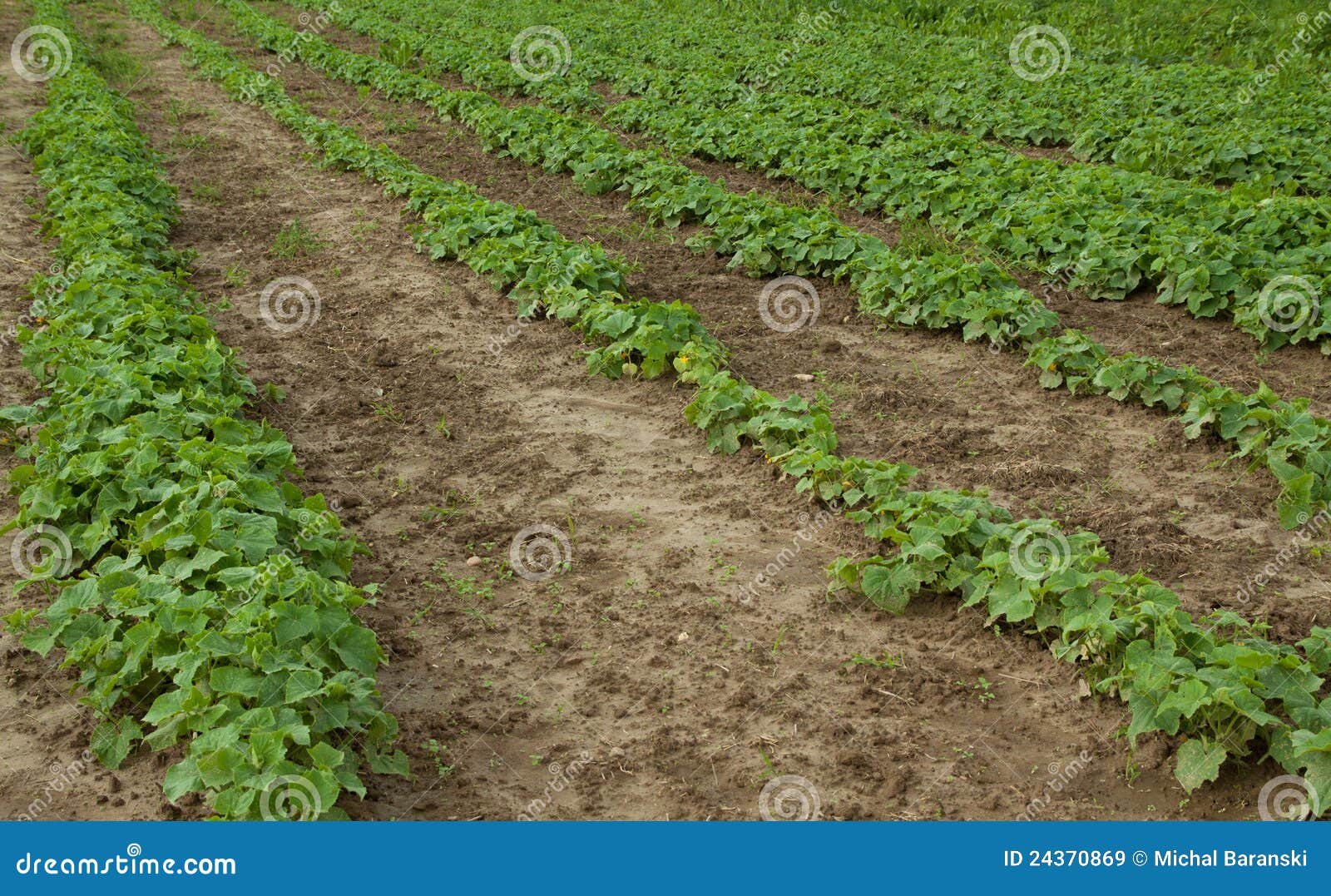 Cucumber on field stock image. Image of food, cucumber - 24370869