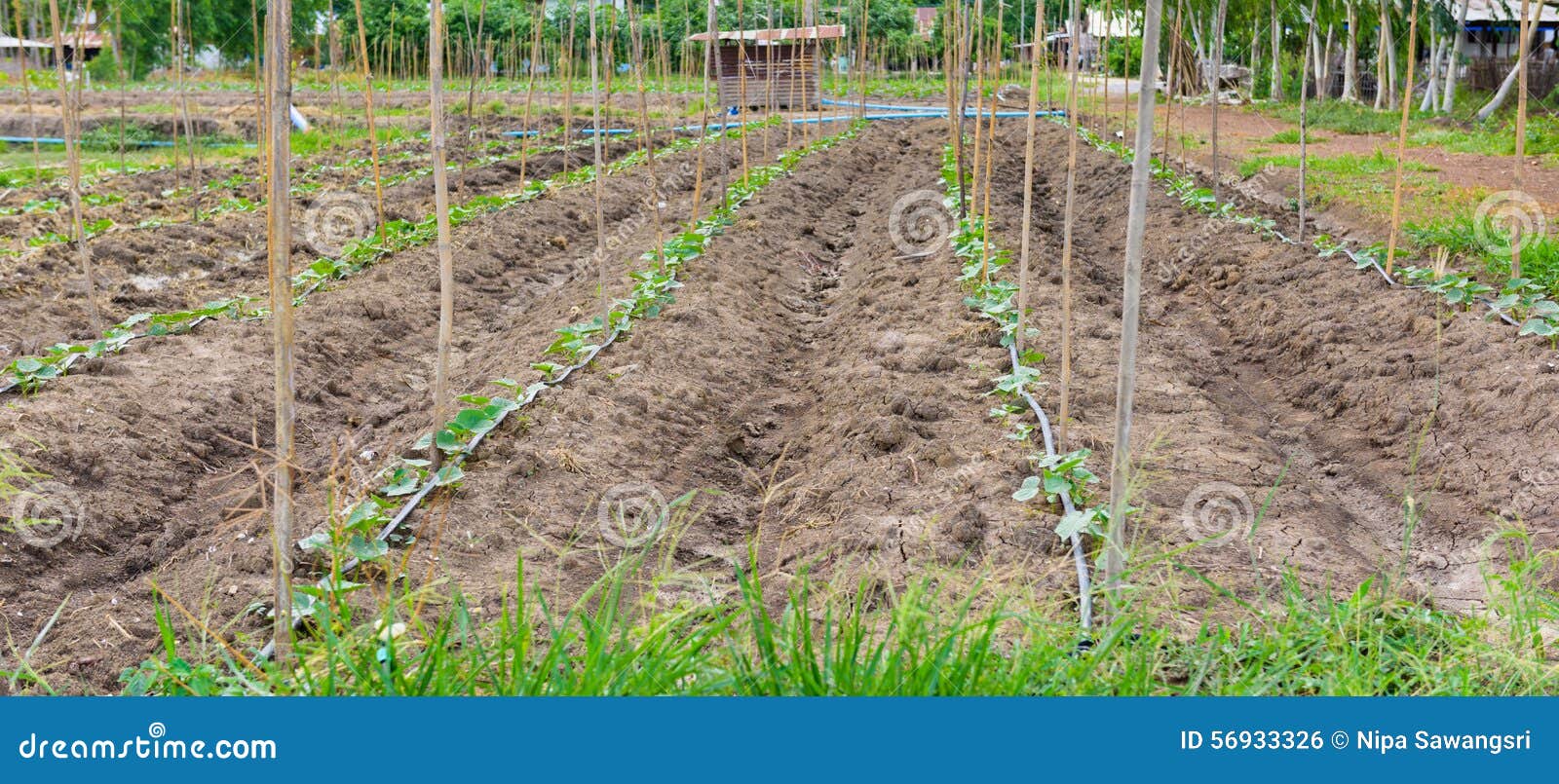 Cucumber Field Growing With Drip Irrigation System. Stock Photo - Image ...