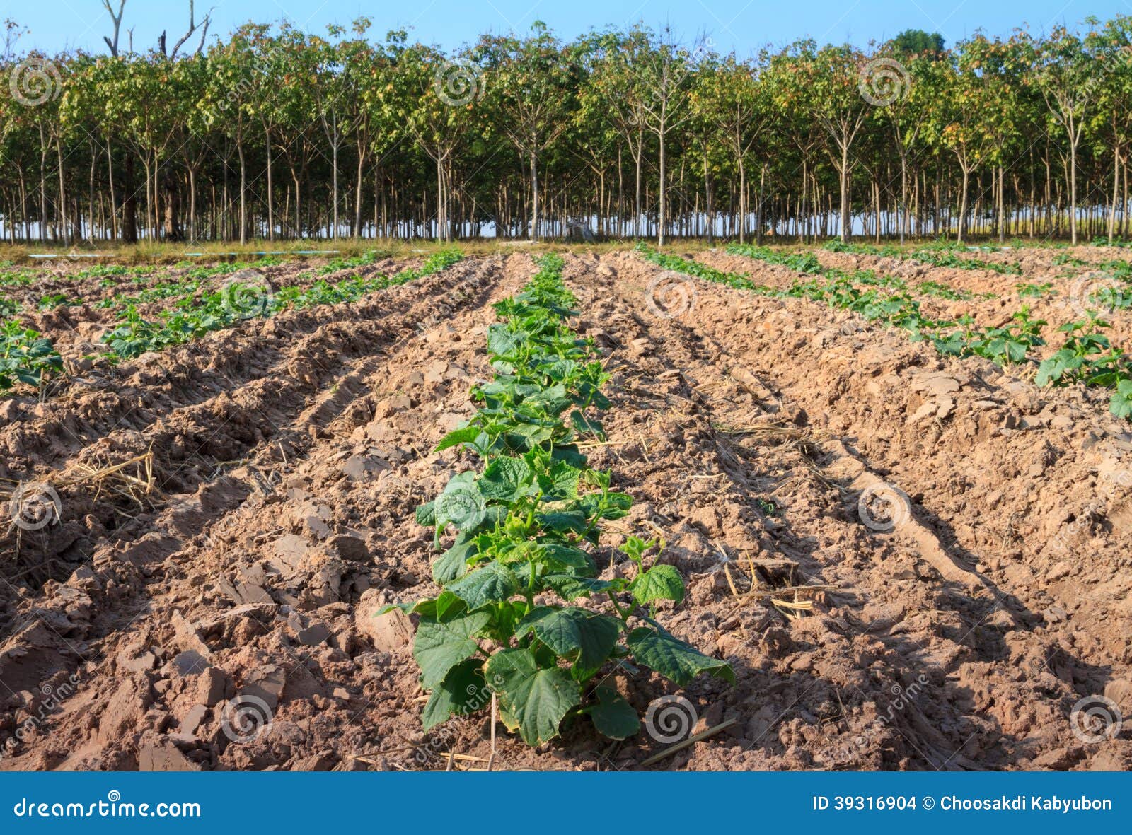 Cucumber field stock photo. Image of organic, rubber - 39316904