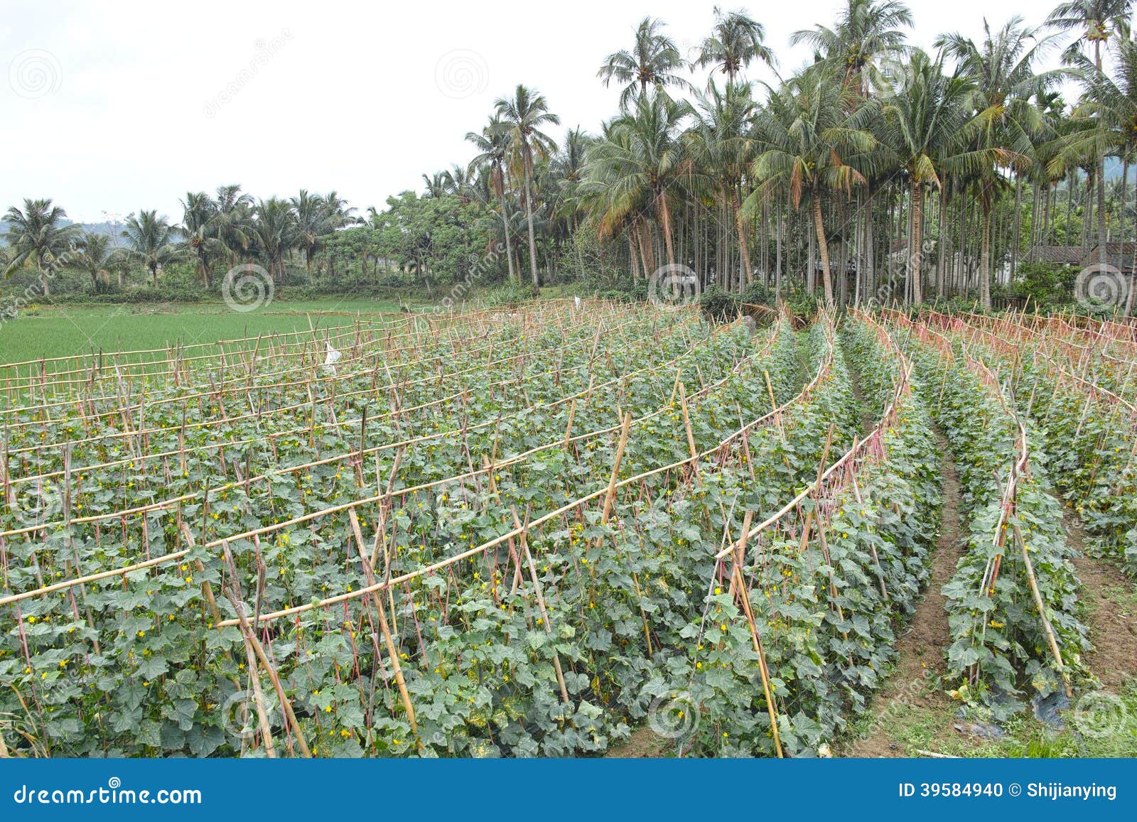 Cucumber field stock photo. Image of food, field, tree - 39584940