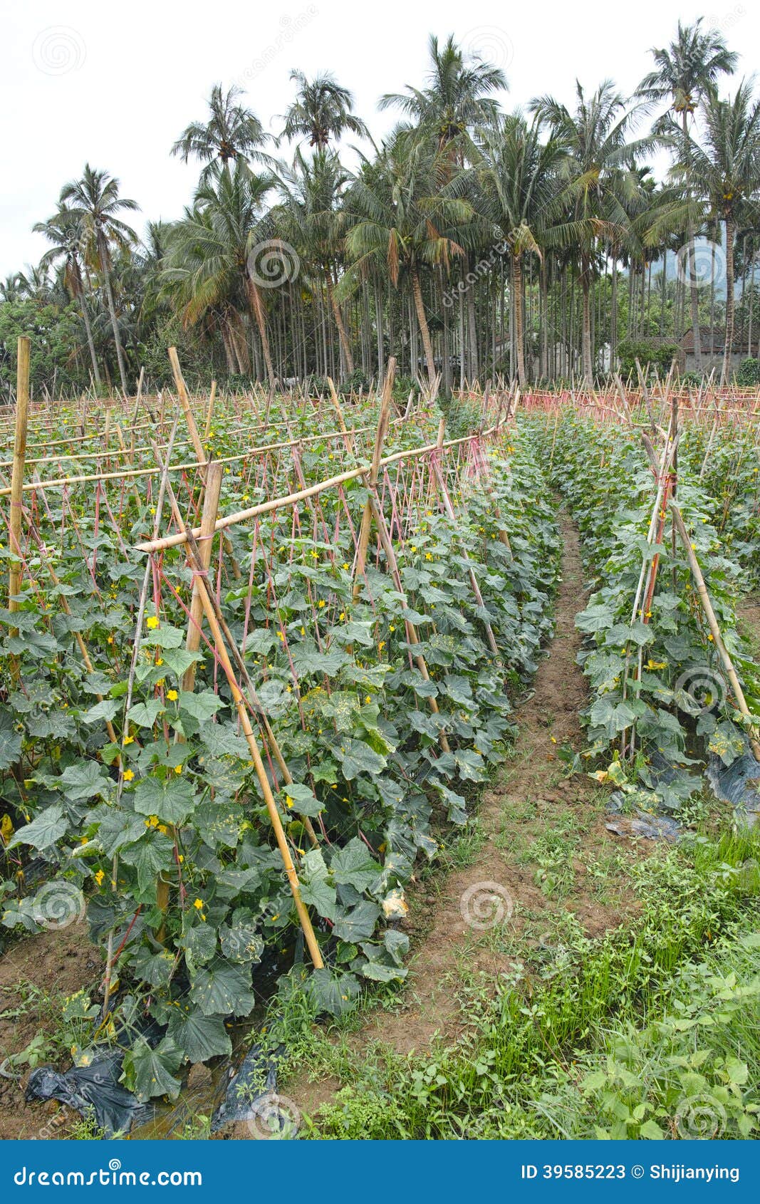 Cucumber field stock image. Image of nucifera, leaf, field - 39585223
