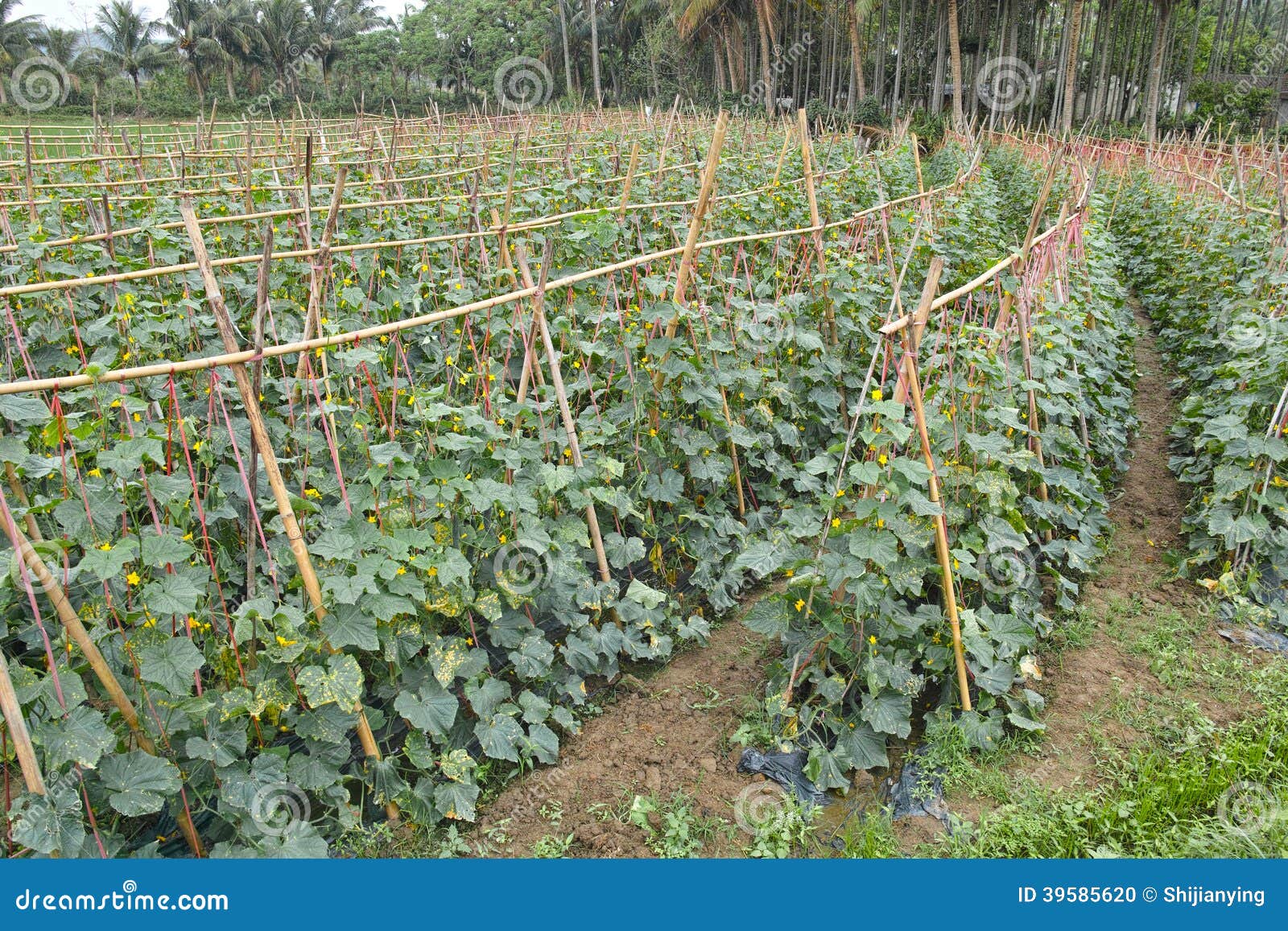 Cucumber field stock photo. Image of trellis, nucifera - 39585620