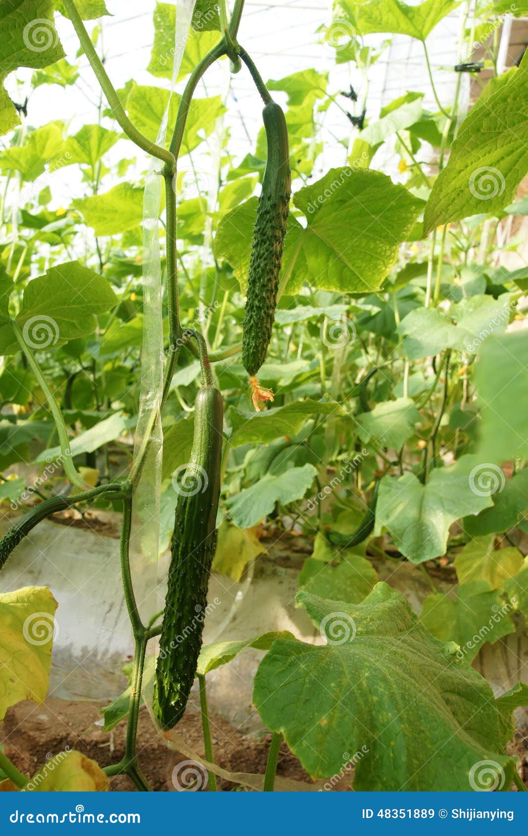 Cucumber field stock image. Image of crop, leaves, crops - 48351889