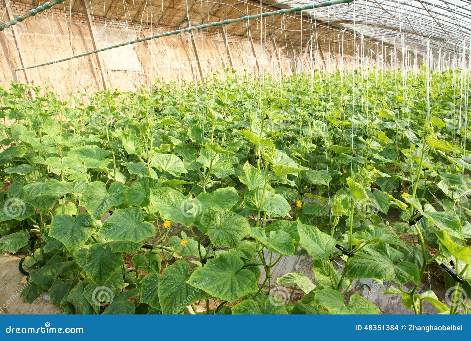 Cucumber field stock photo. Image of culture, vagetable - 48351384
