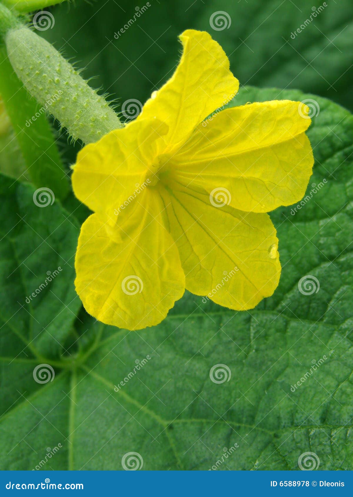 1,170 Bud Cucumber Flower Stock Photos - Free & Royalty-Free Stock ...