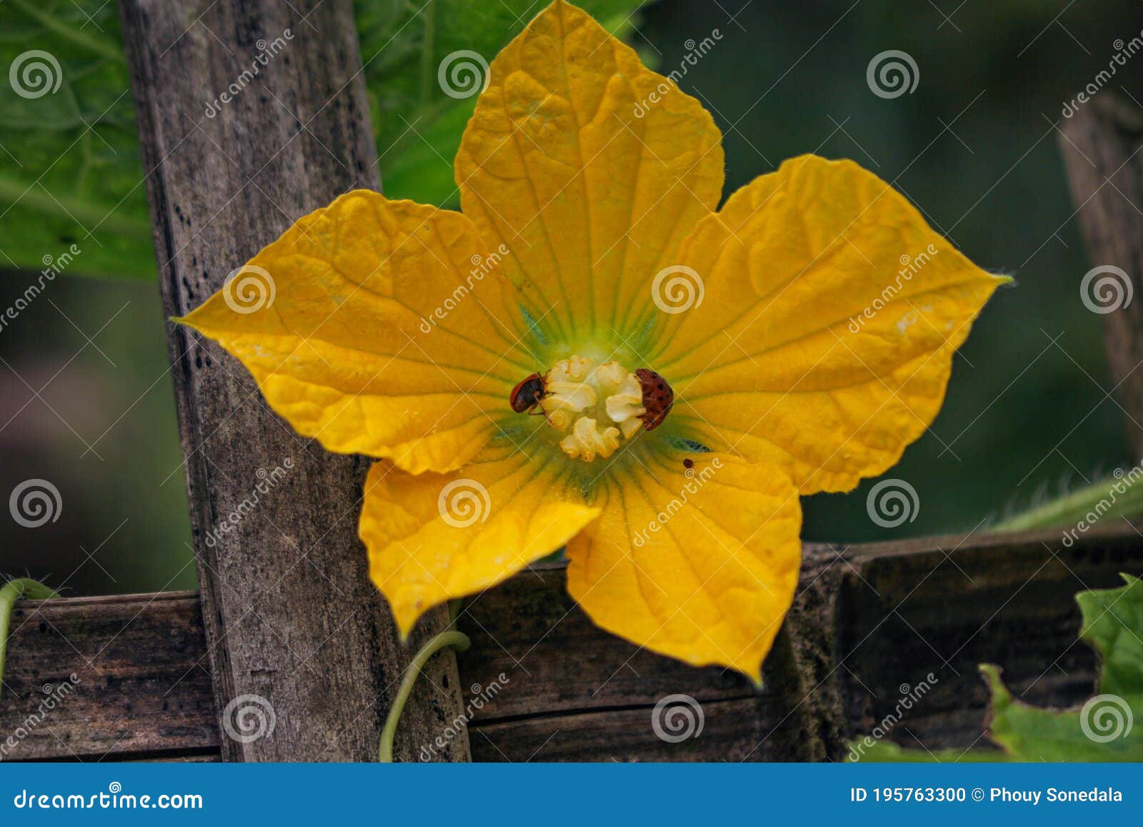 Cucumber Flower and Leaf with Garden,growing Farming Stock Photo ...