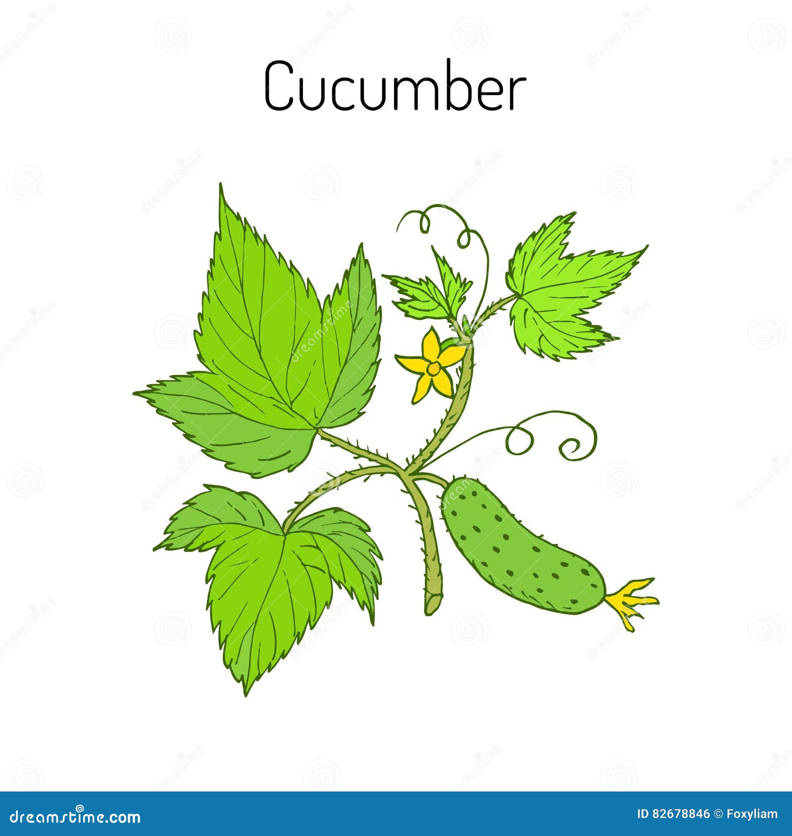 Cucumber with Flower and Leaves Stock Vector - Illustration of vegan ...