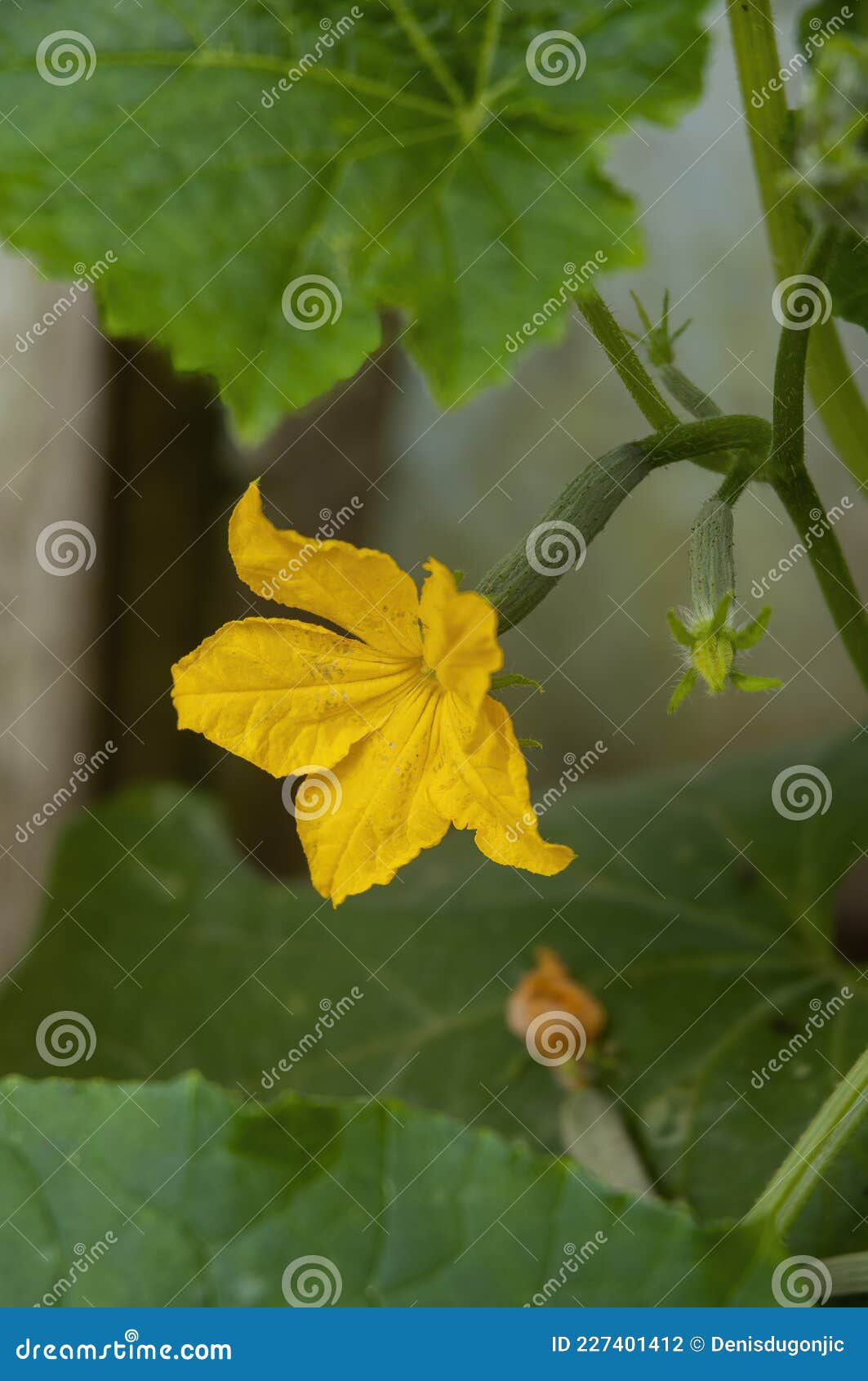 Cucumber Flower Produced in a Greenhouse Stock Photo - Image of members ...