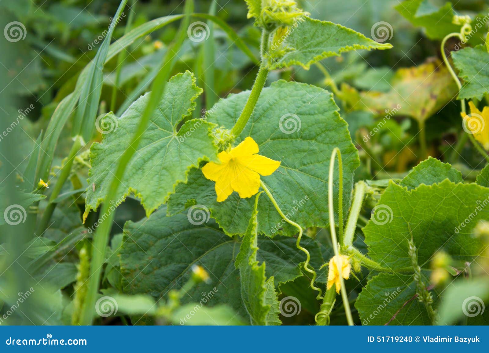 Cucumber flower stock photo. Image of healthy, nature - 51719240