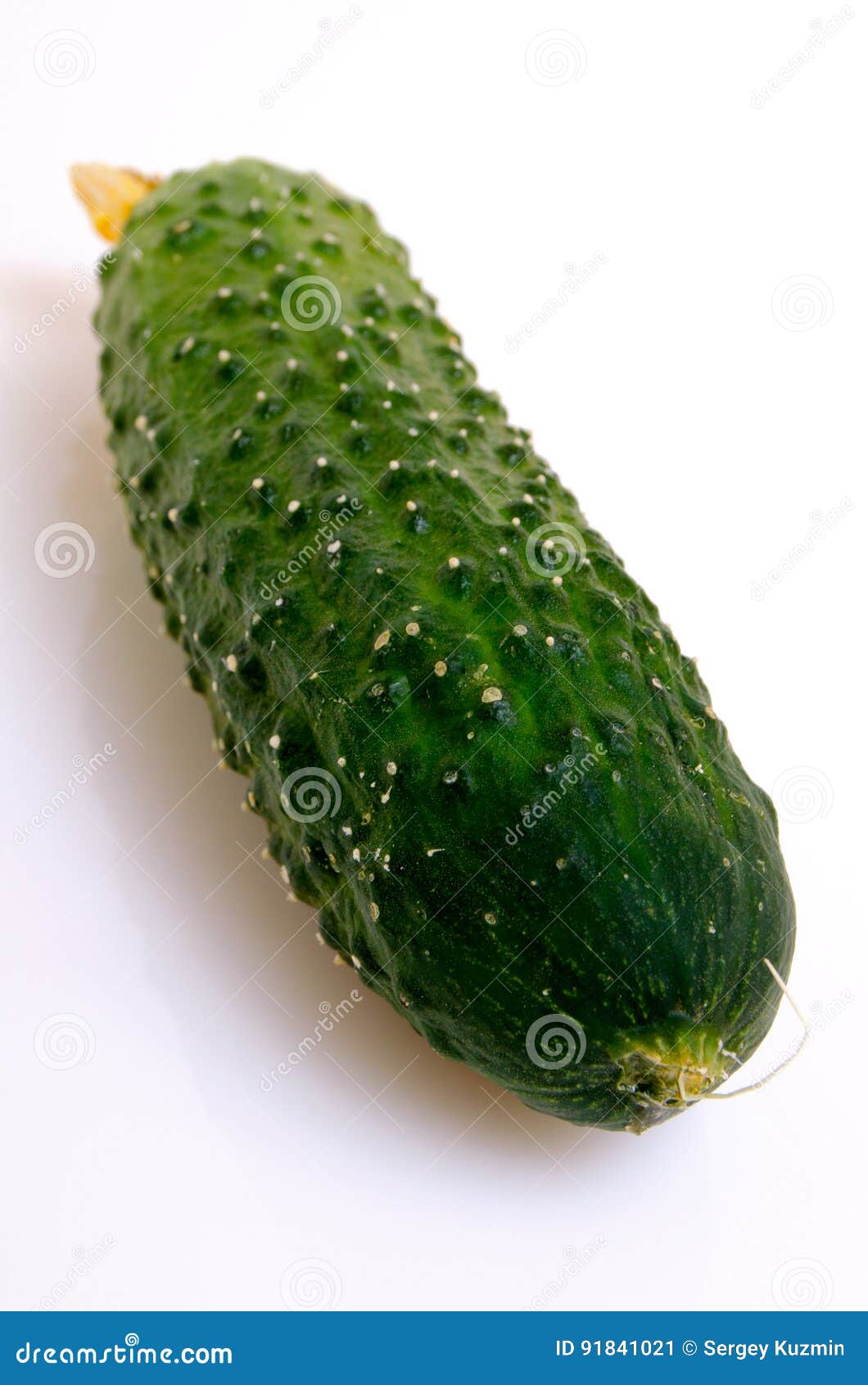Cucumber fresh short. stock image. Image of vegetable - 91841021