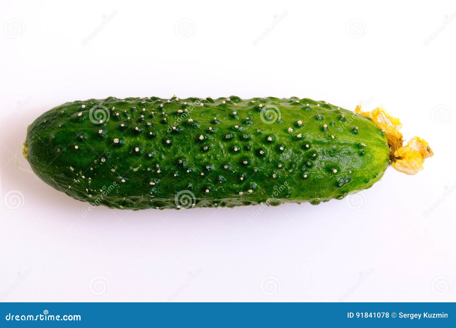 Cucumber fresh short. stock photo. Image of yield, vitamin - 91841078