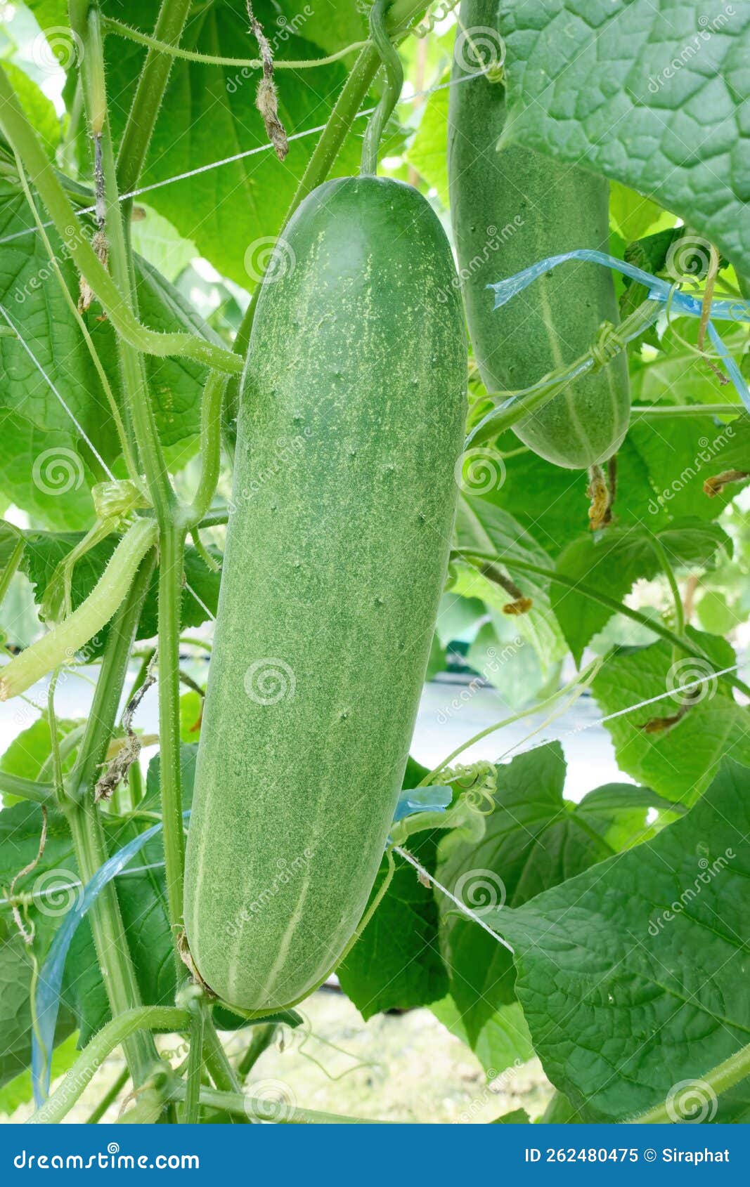 Cucumber Fruit Growing on the Plant Stock Image - Image of fruit ...