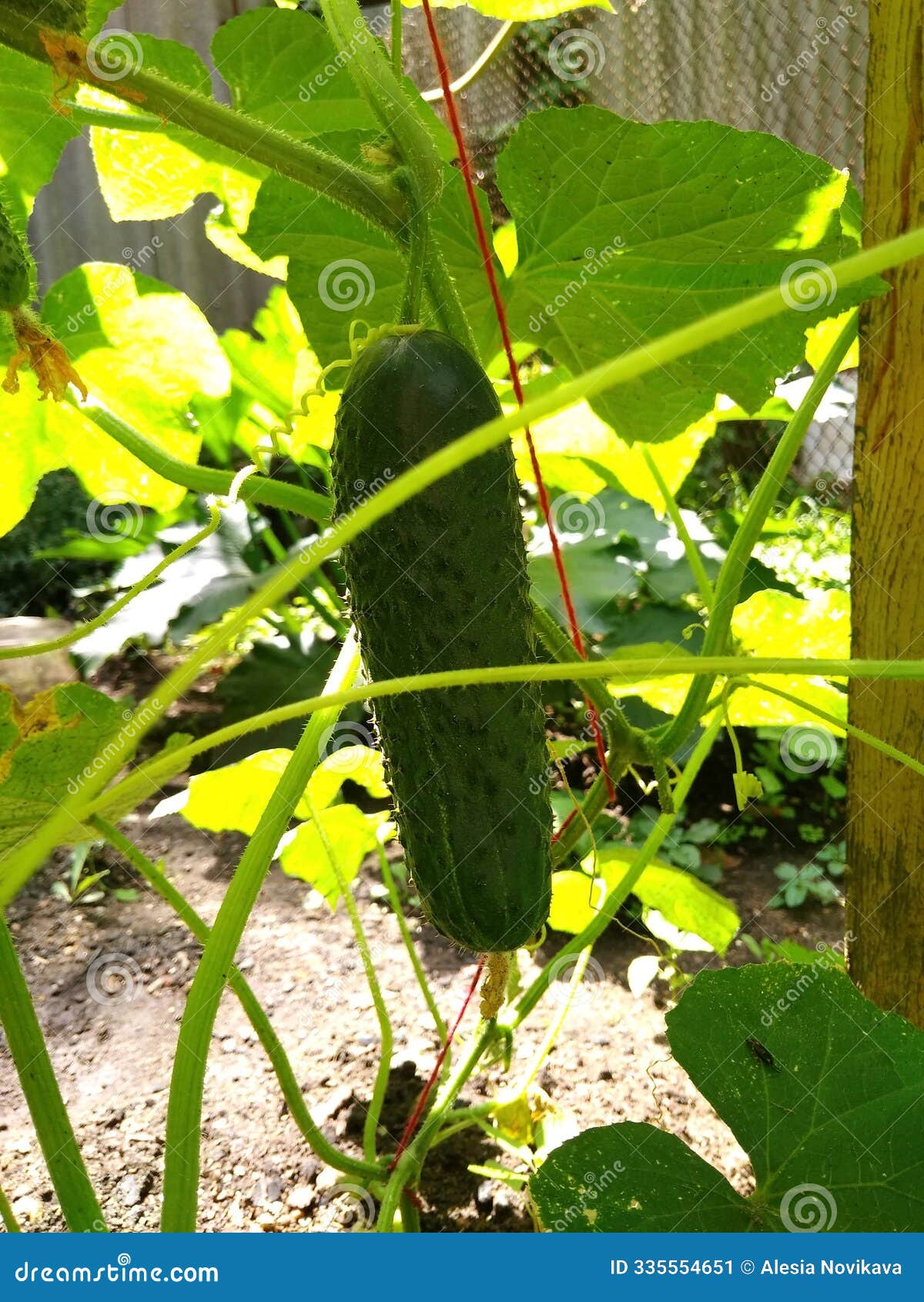 Cucumber, Fruit, Vegetables on a Light Background Stock Illustration ...