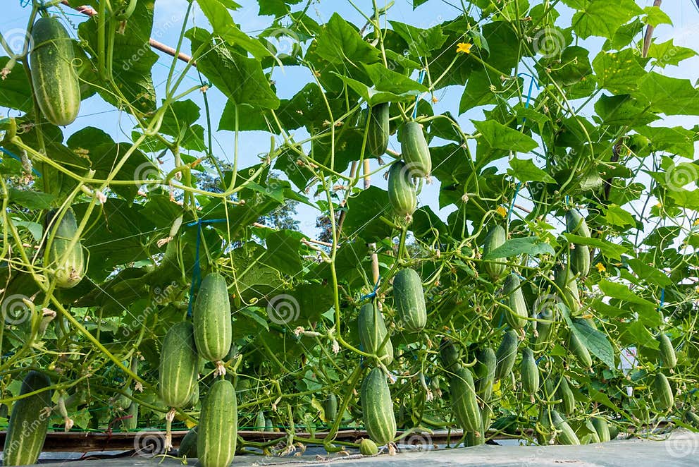 Cucumber in the garden stock image. Image of food, tree - 106887345