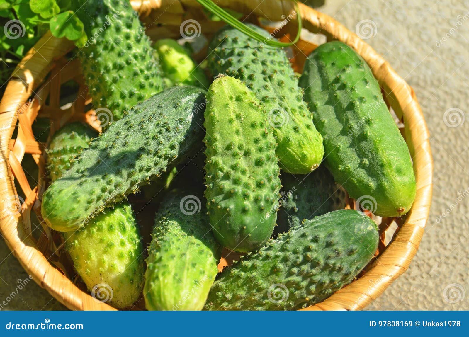 Cucumber Gherkin Royalty-Free Stock Photo | CartoonDealer.com #58981443