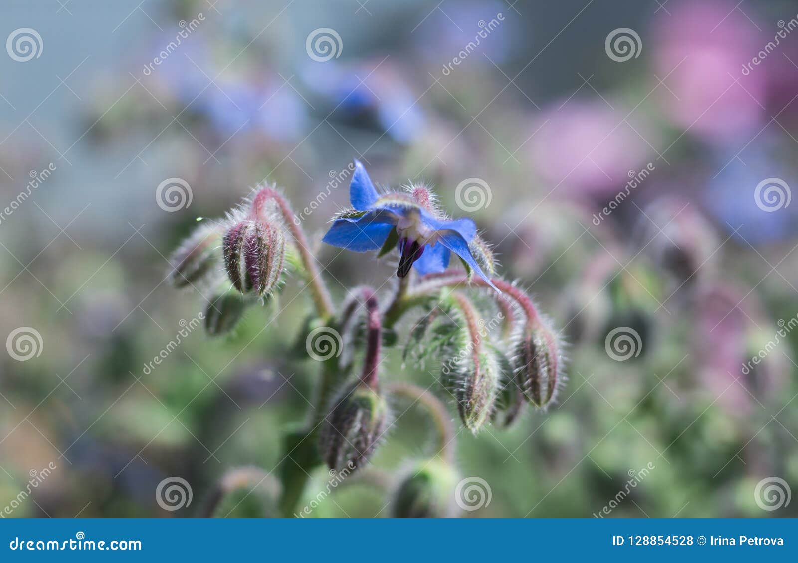 Cucumber Grass in the Garden Stock Photo - Image of garden, blooms ...