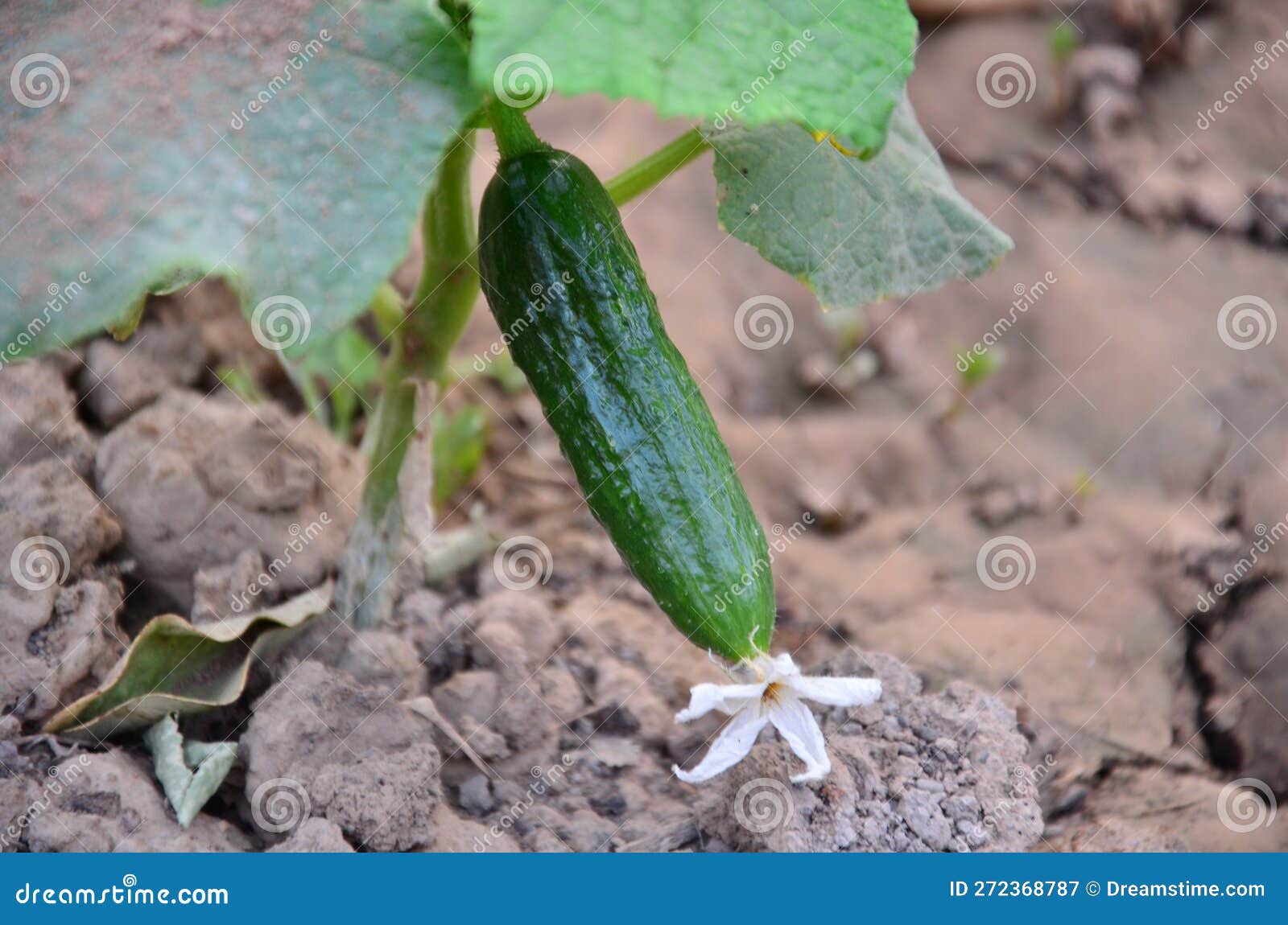 Cucumber on the Ground Flowering Stock Image - Image of soil ...