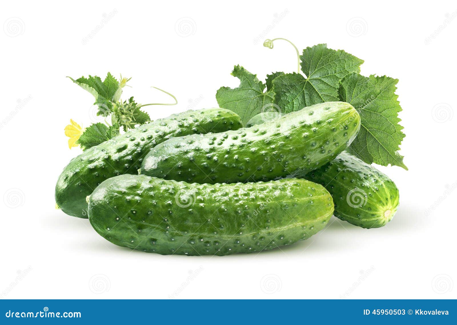 Cucumber Group and Leaves on White Stock Image - Image of plant ...
