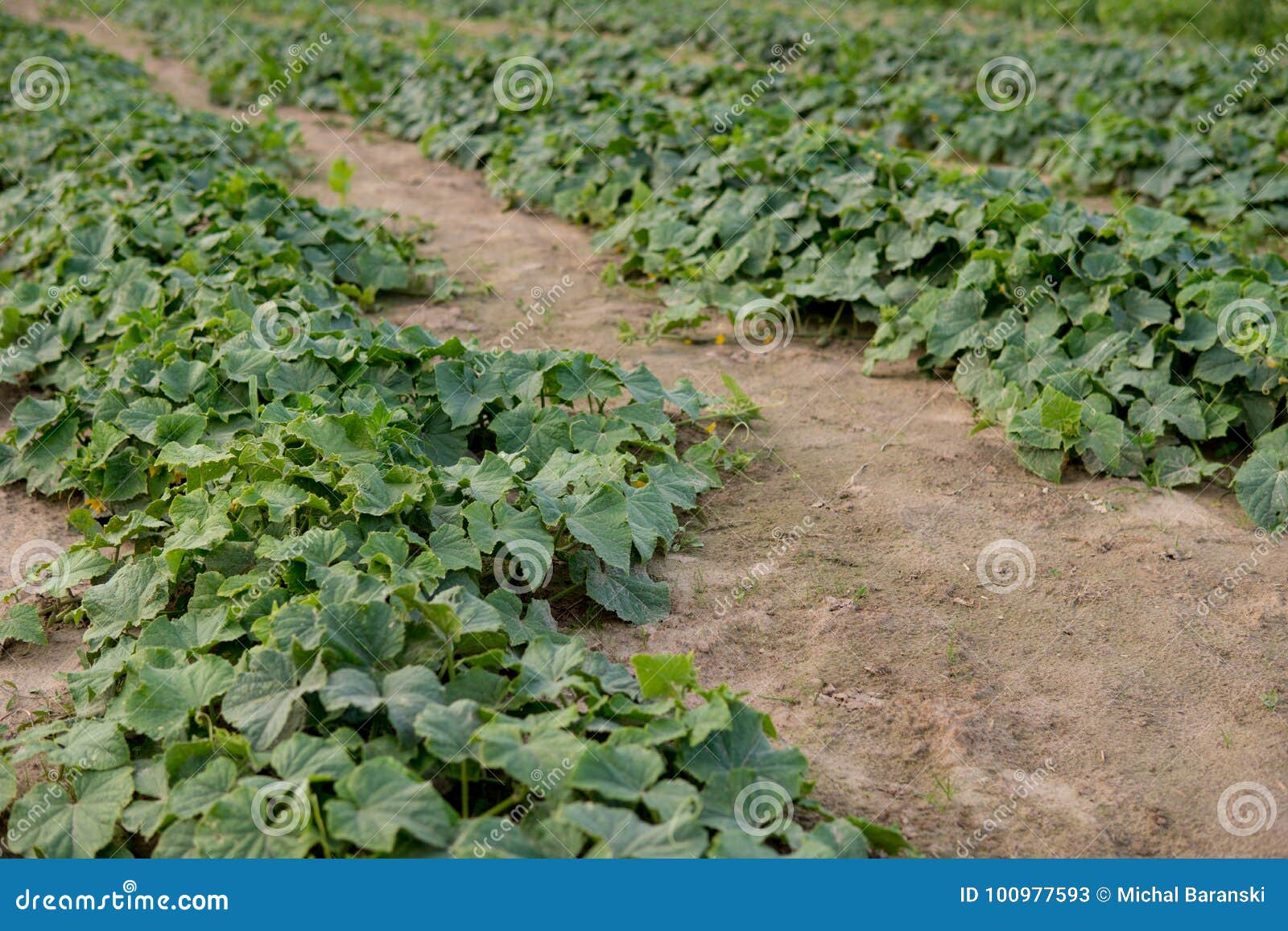 Cucumber Growing in the Field Stock Image - Image of line, vegetable ...