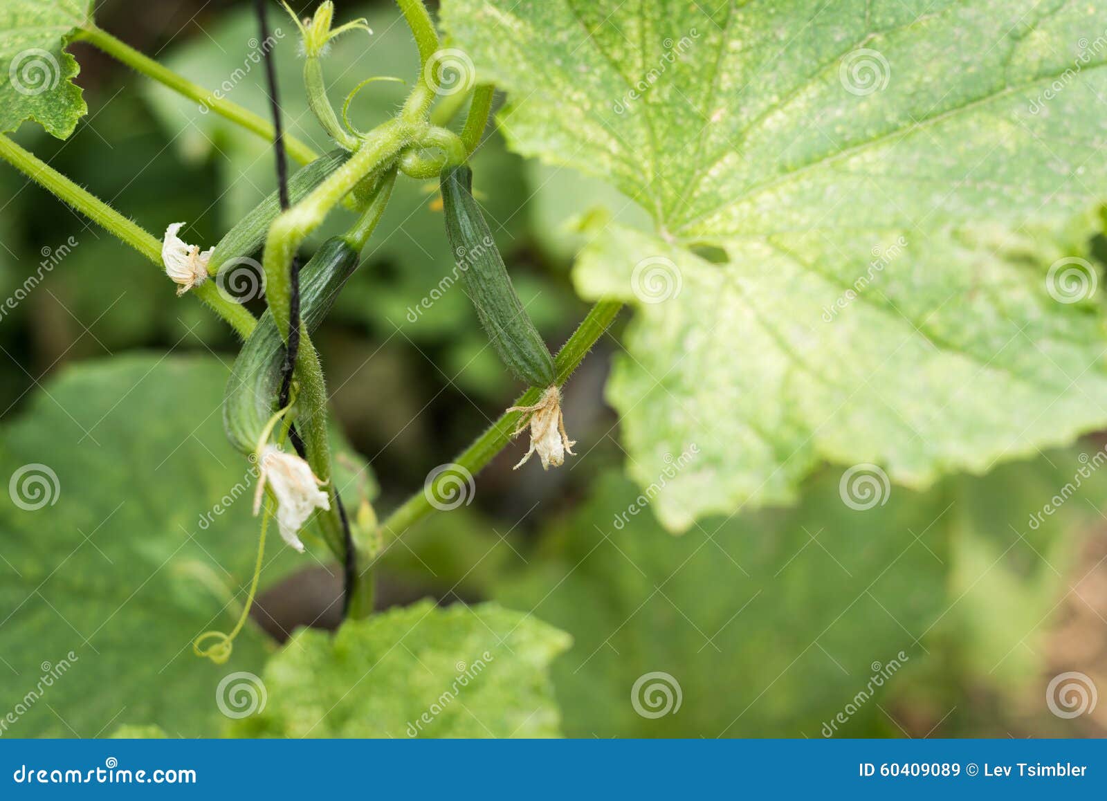 Cucumber Growing at Greenhouse Stock Image - Image of fruits, bethlehem ...