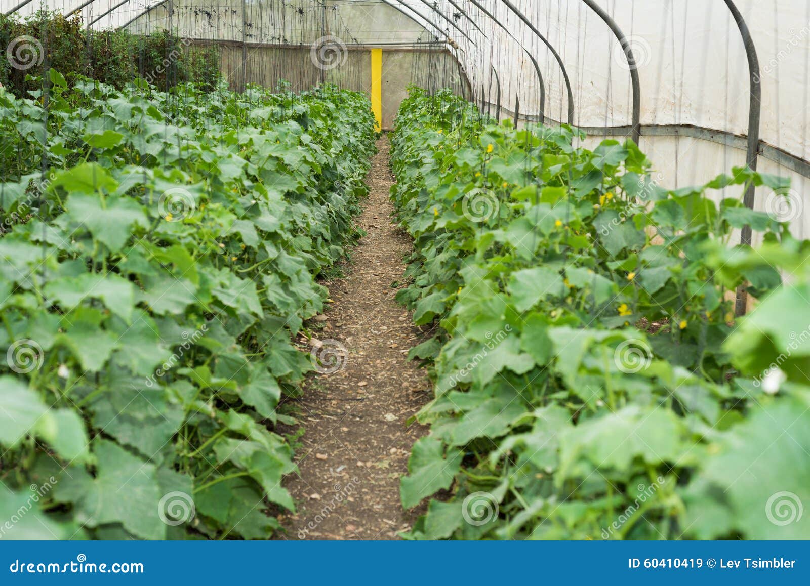 Cucumber Growing at Greenhouse Stock Image - Image of israel ...