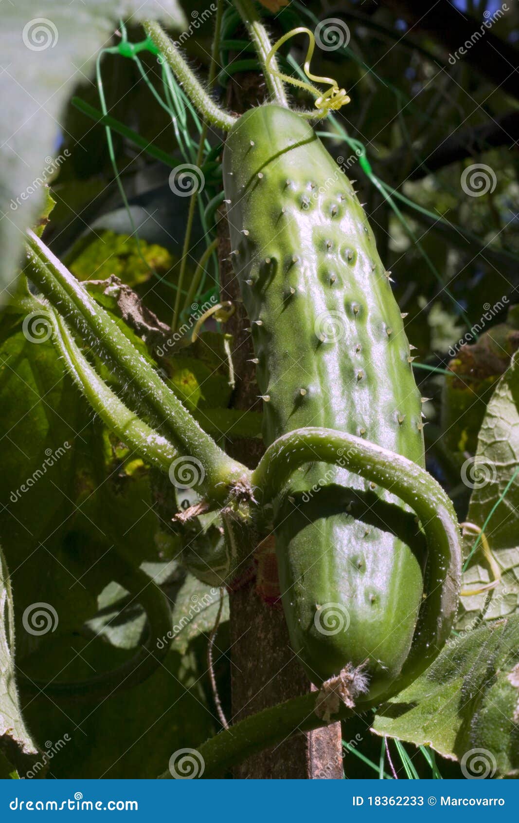 Cucumber growing on a vine stock image. Image of growth - 18362233