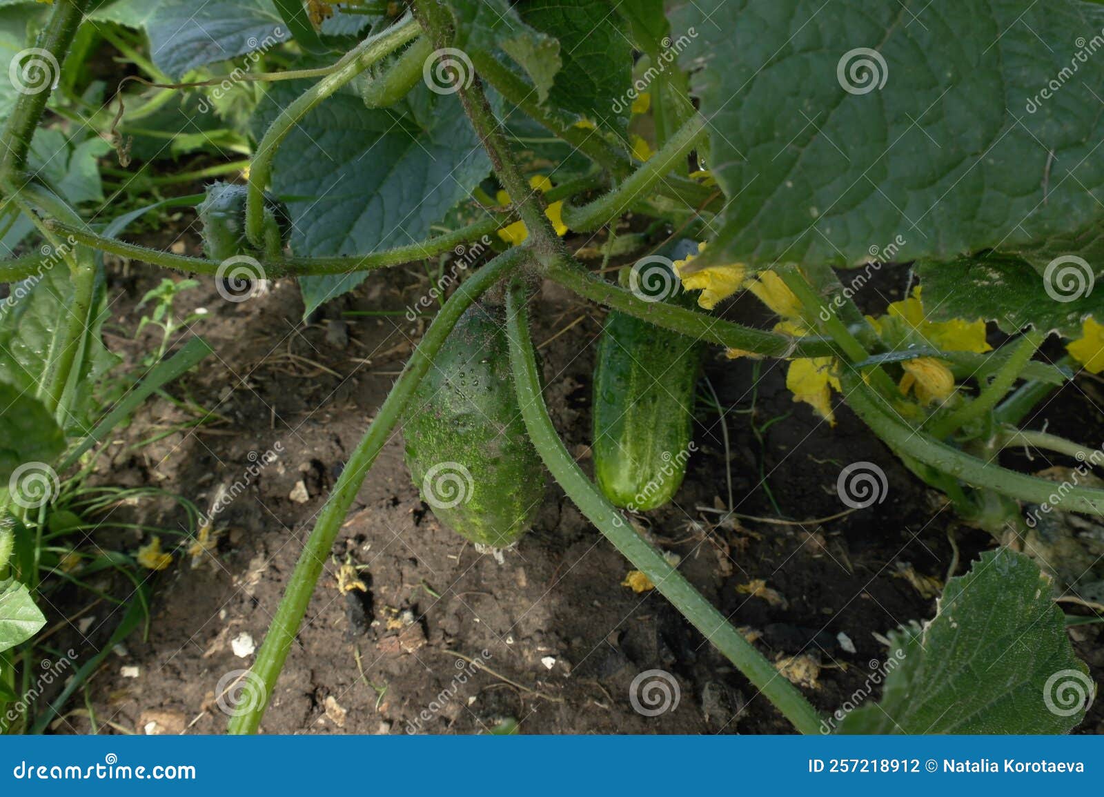 Cucumber grown outdoors stock photo. Image of field - 257218912