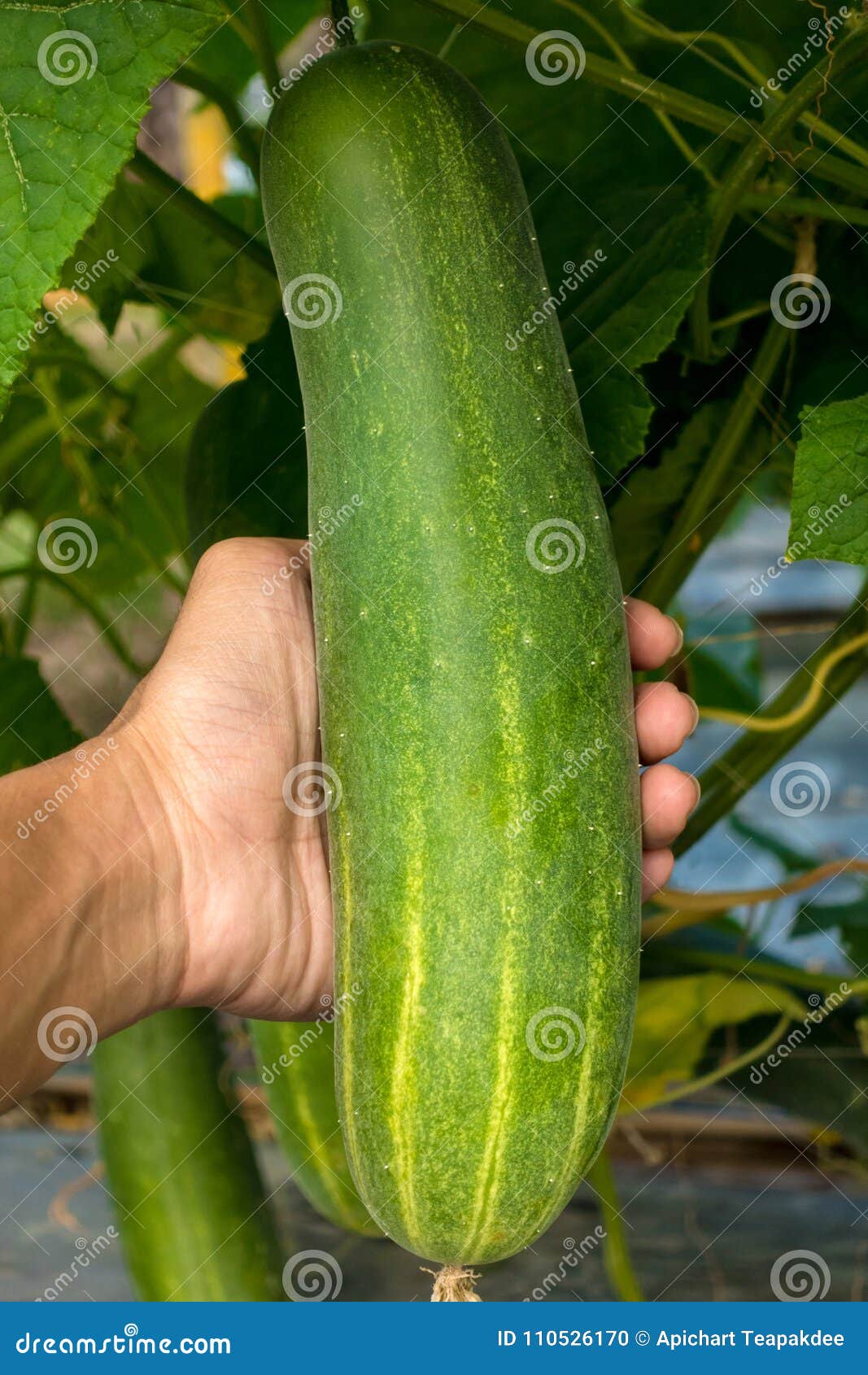Cucumber on hand stock photo. Image of green, plant - 110526170