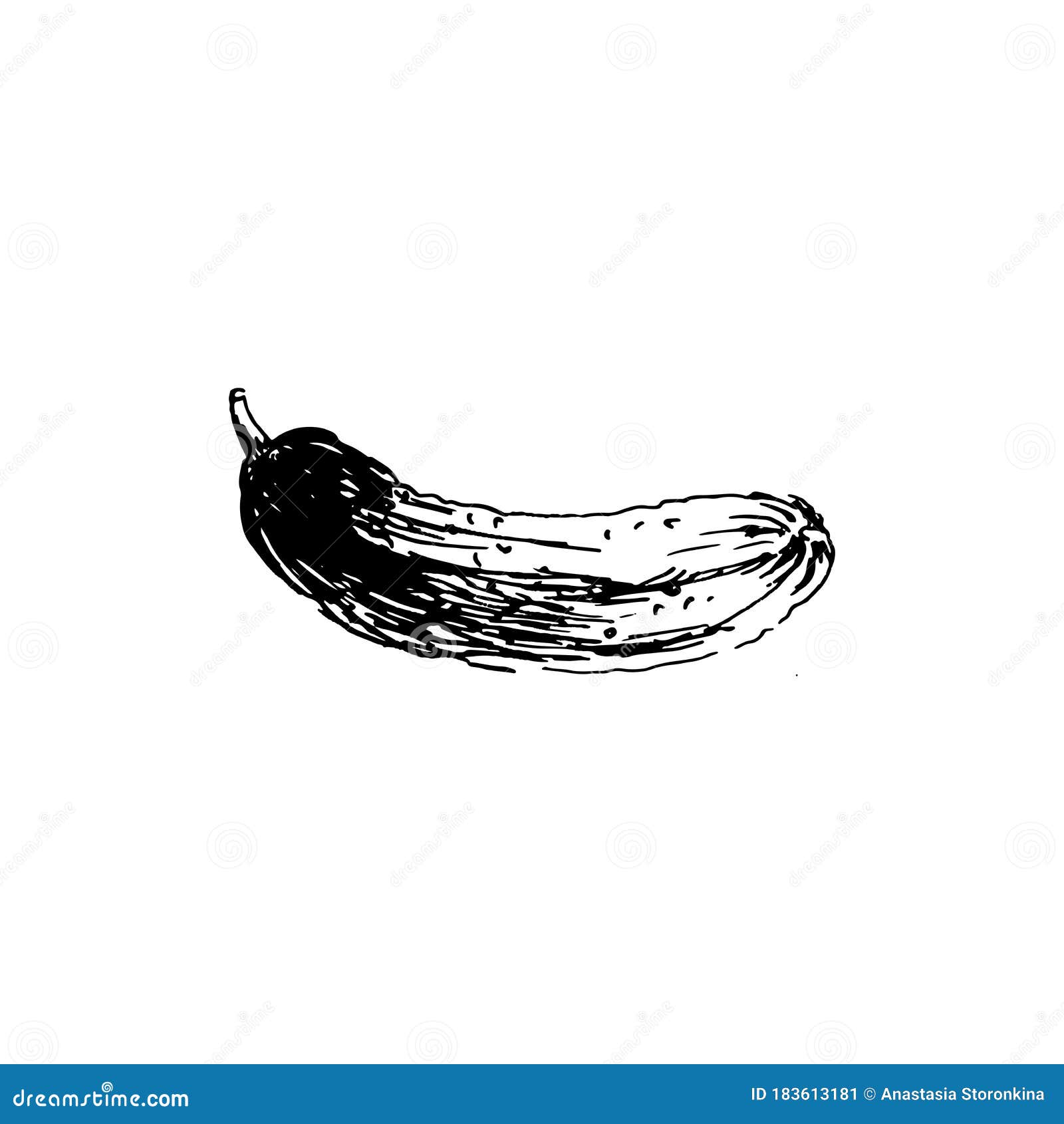Cucumber. Hand Drawn Ink Sketch Stock Illustration - Illustration of ...