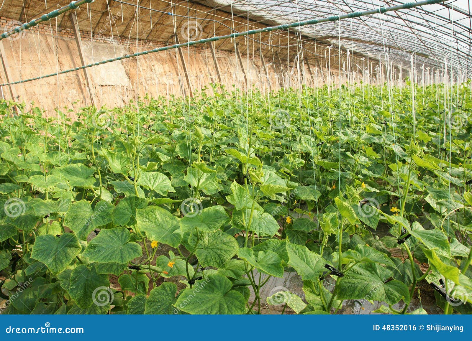 Cucumber hothouse stock photo. Image of greenhouse, crops - 48352016