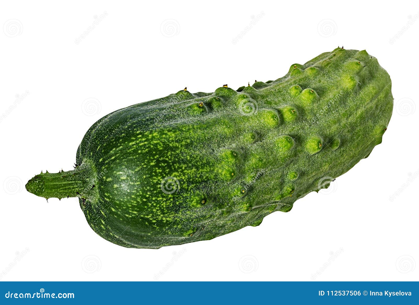 Cucumber isolated on white stock photo. Image of green - 112537506