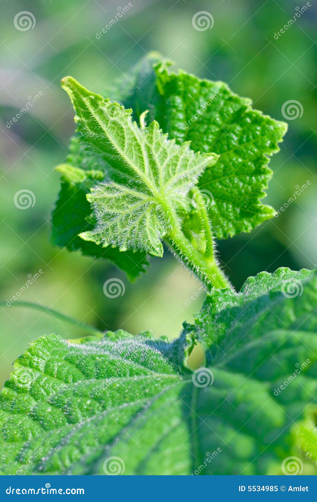 Cucumber leaf stock image. Image of green, close, nature - 5534985