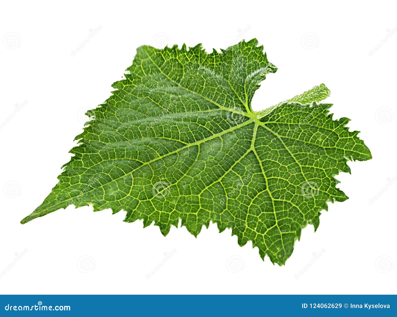 Cucumber Leaf Royalty-Free Stock Photo | CartoonDealer.com #5534985