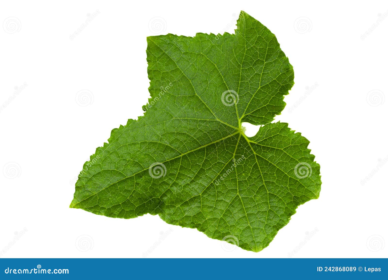 Cucumber Leaf on White Background Stock Image - Image of flora, closeup ...