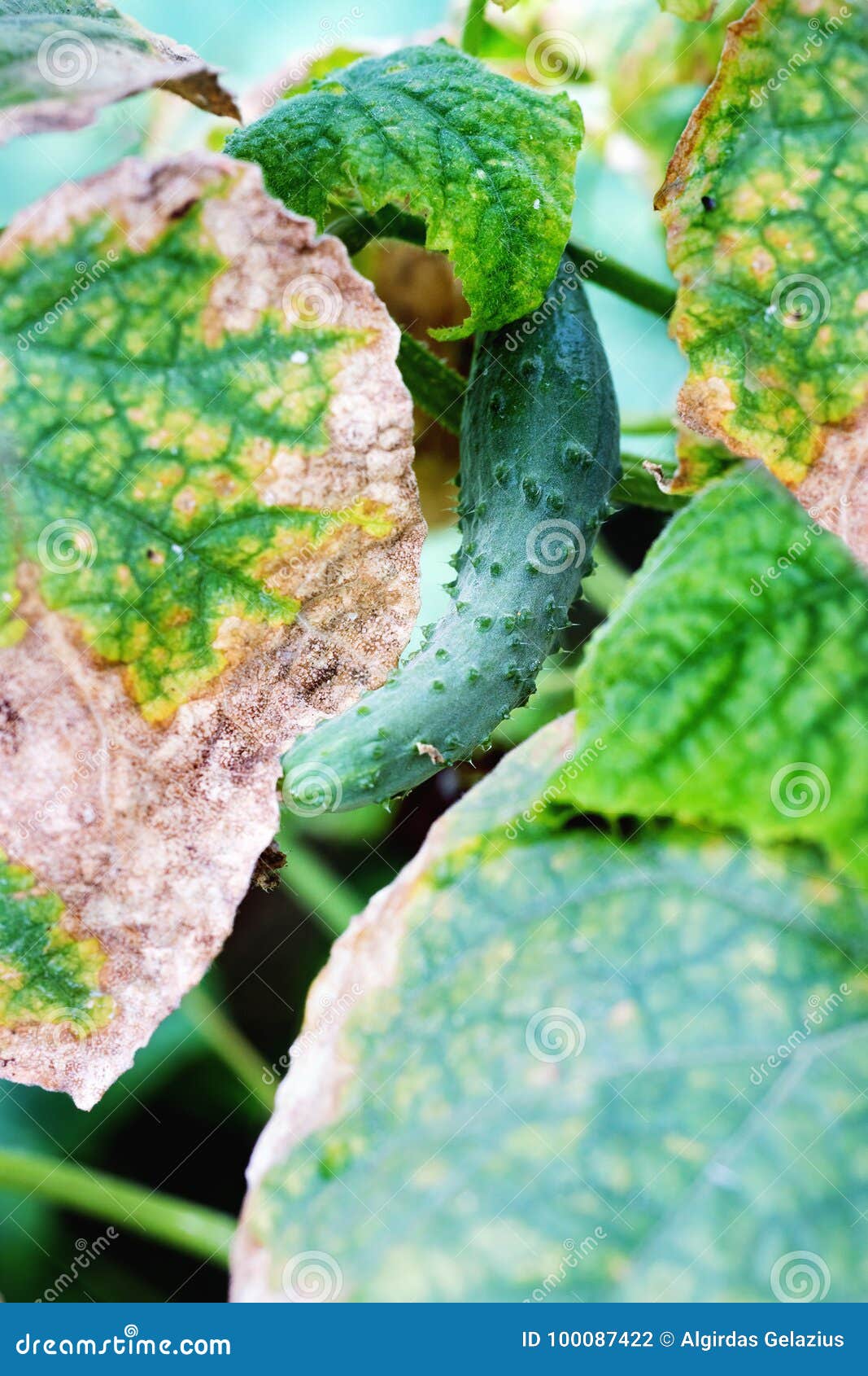 Cucumber Leaves Infected By Downy Mildew Pseudoperonospora Cubensis In ...