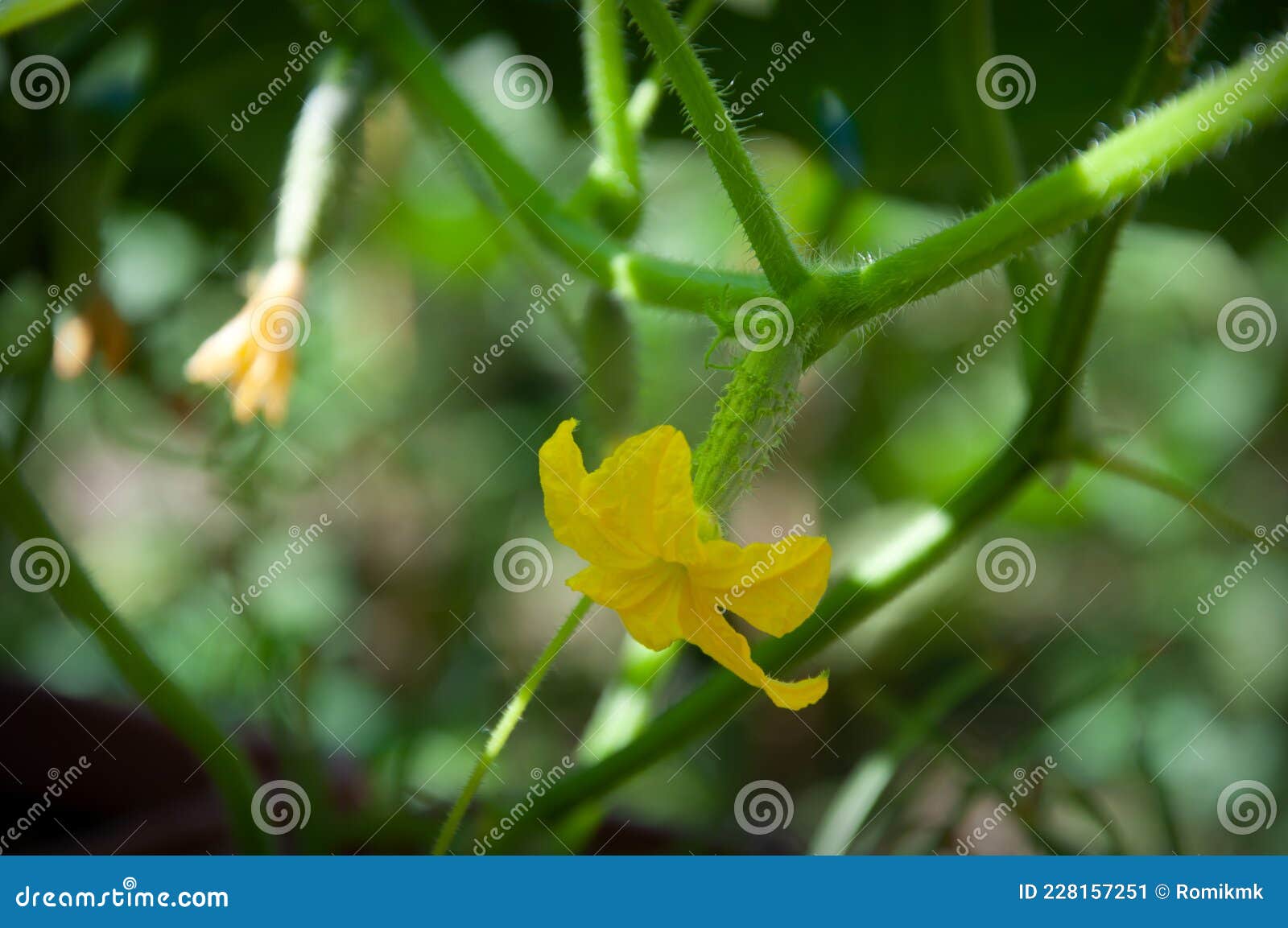 Cucumber Ovary in the Garden in Spring Stock Image - Image of garden ...