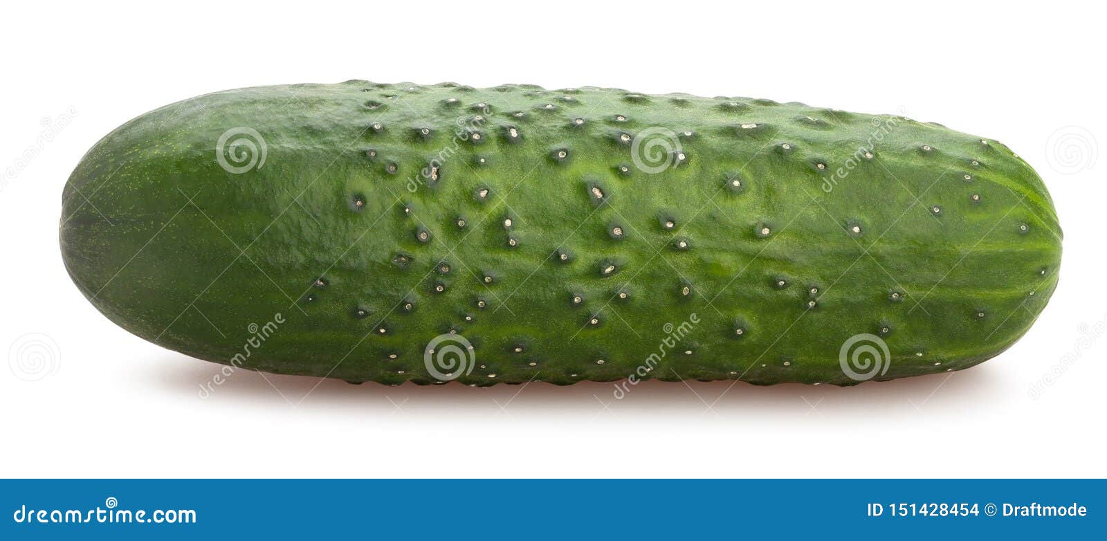 Cucumber stock photo. Image of single, cucumbers, salad - 151428454