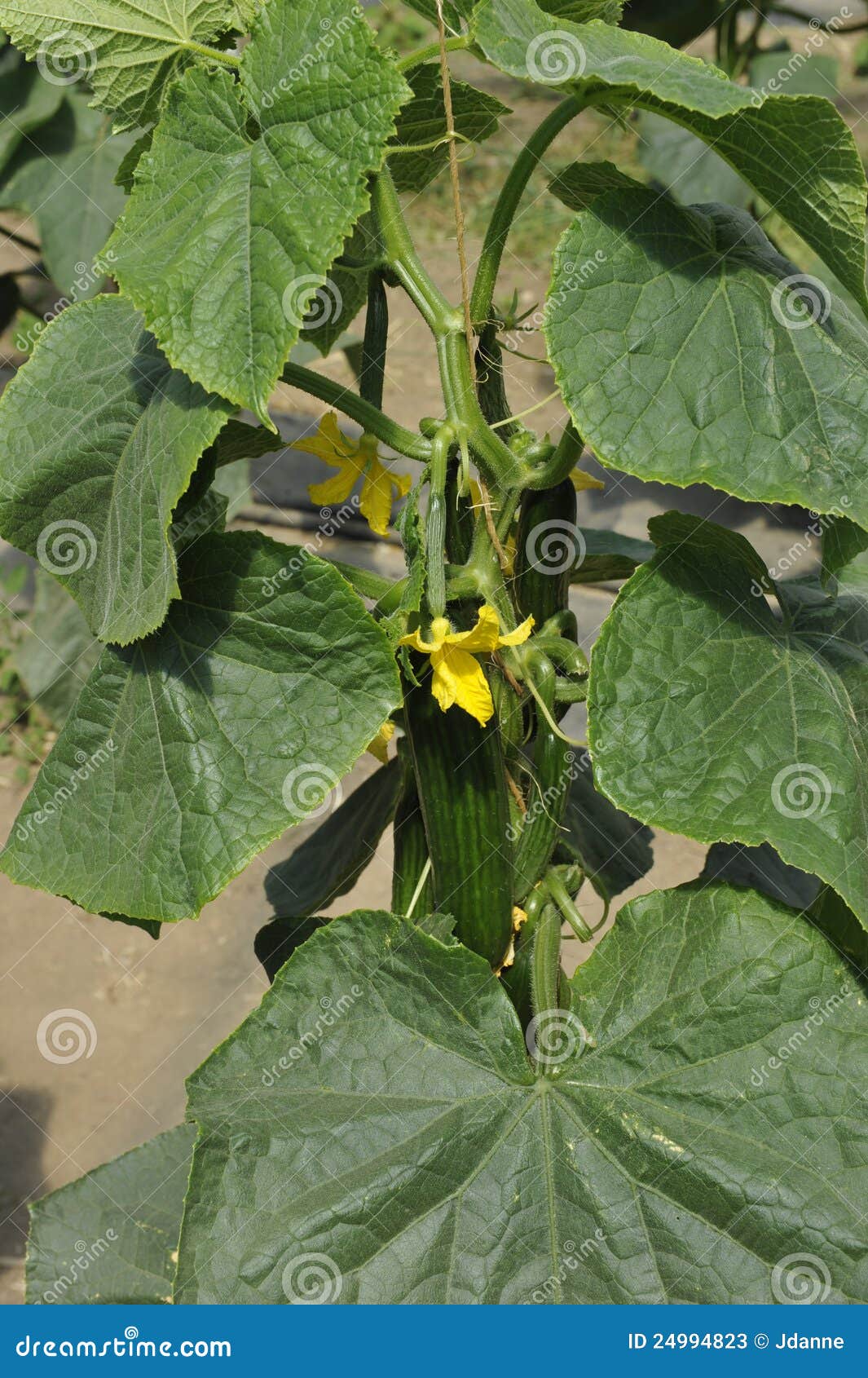 Cucumber Plant stock image. Image of vegetable, spring - 24994823