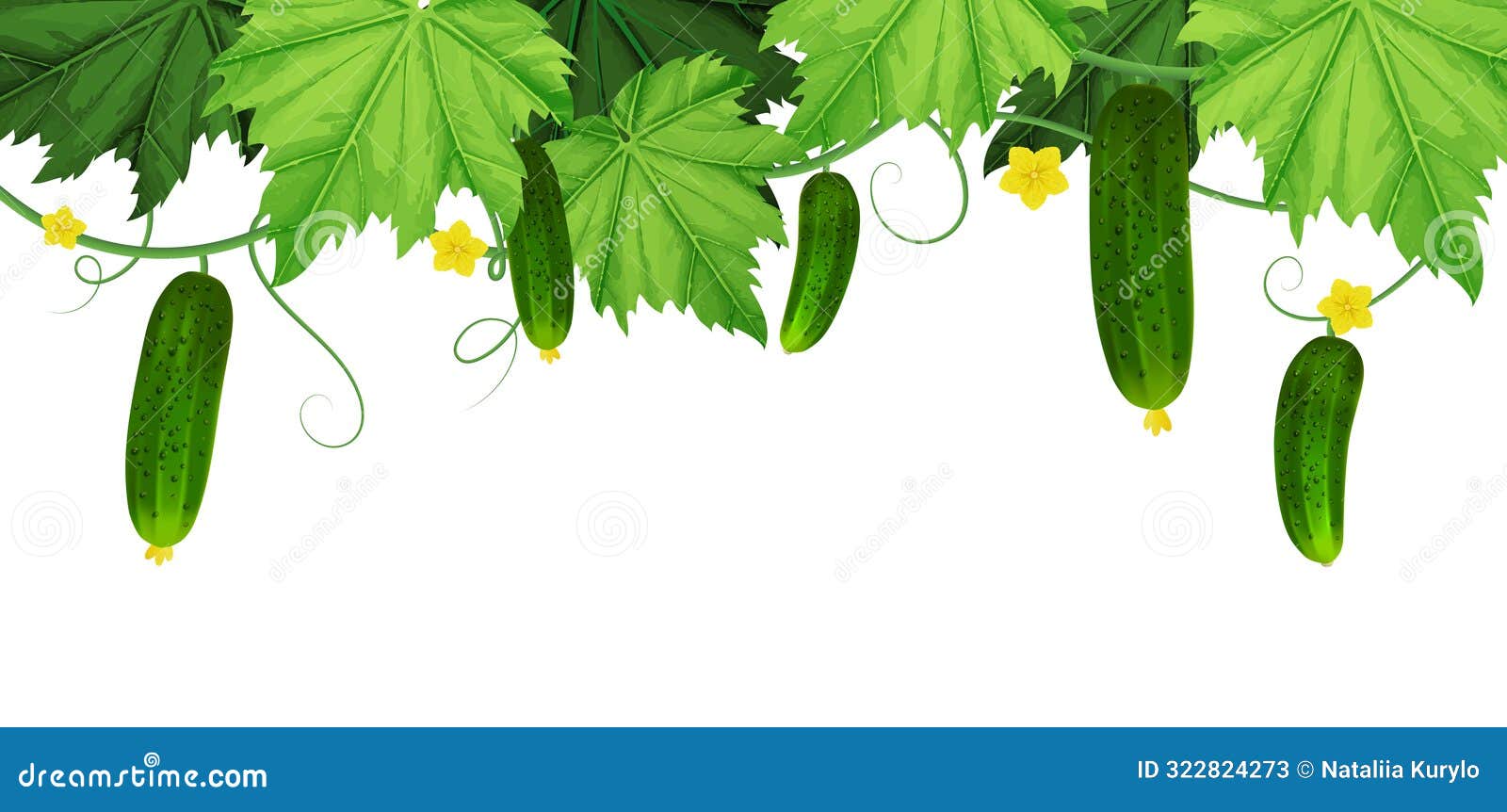 Cucumber Plant Frame with Leaves and Flowers on a White Background ...