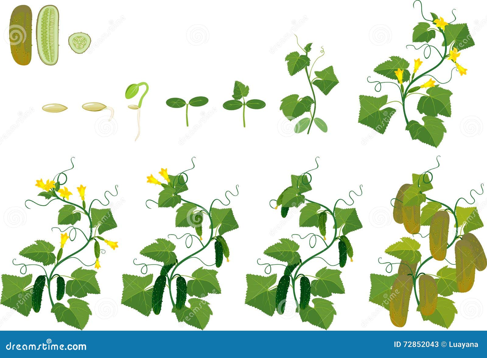 Cucumber Plant Growth Cycle Stock Vector - Illustration of crop ...