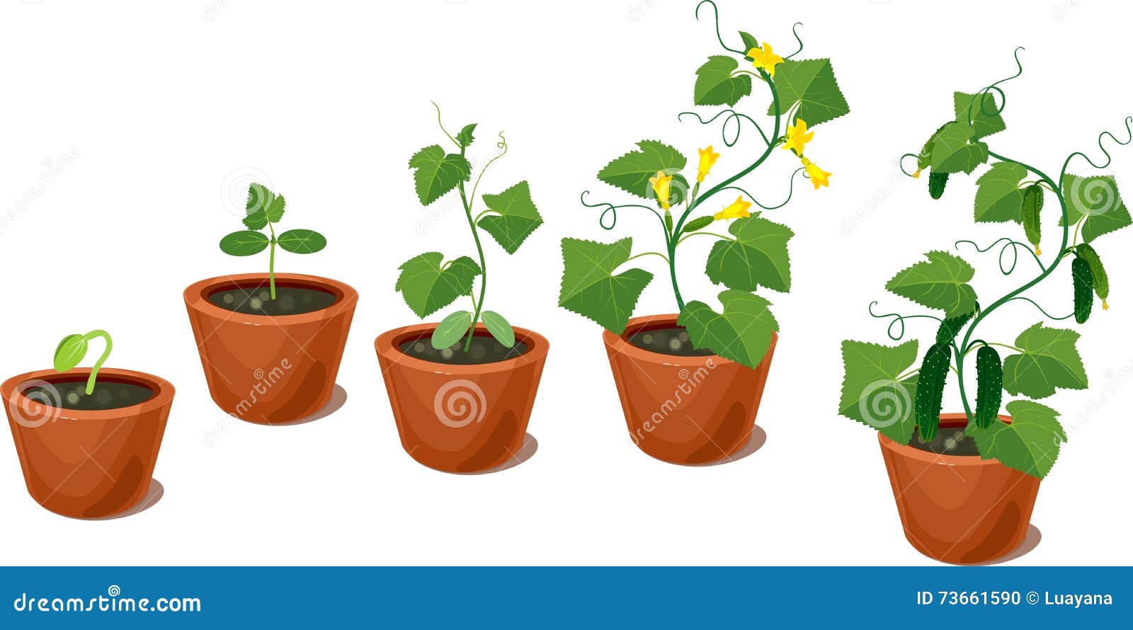 Cucumber Plant. Growth Stages. Ripening Period. The Life Cycle Of The ...