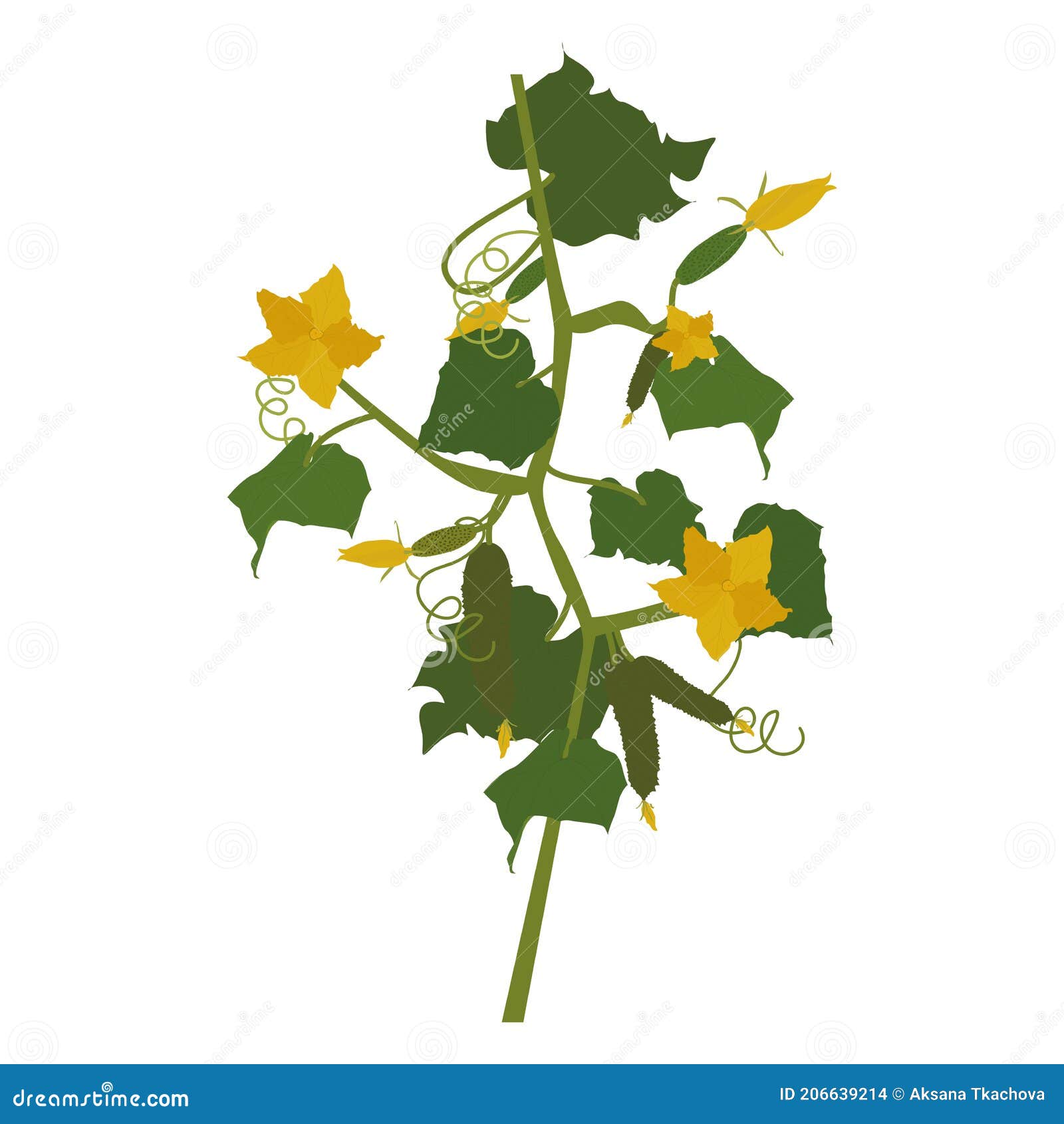 Cucumber Plant Isolated on a White Background. Vector Stock ...