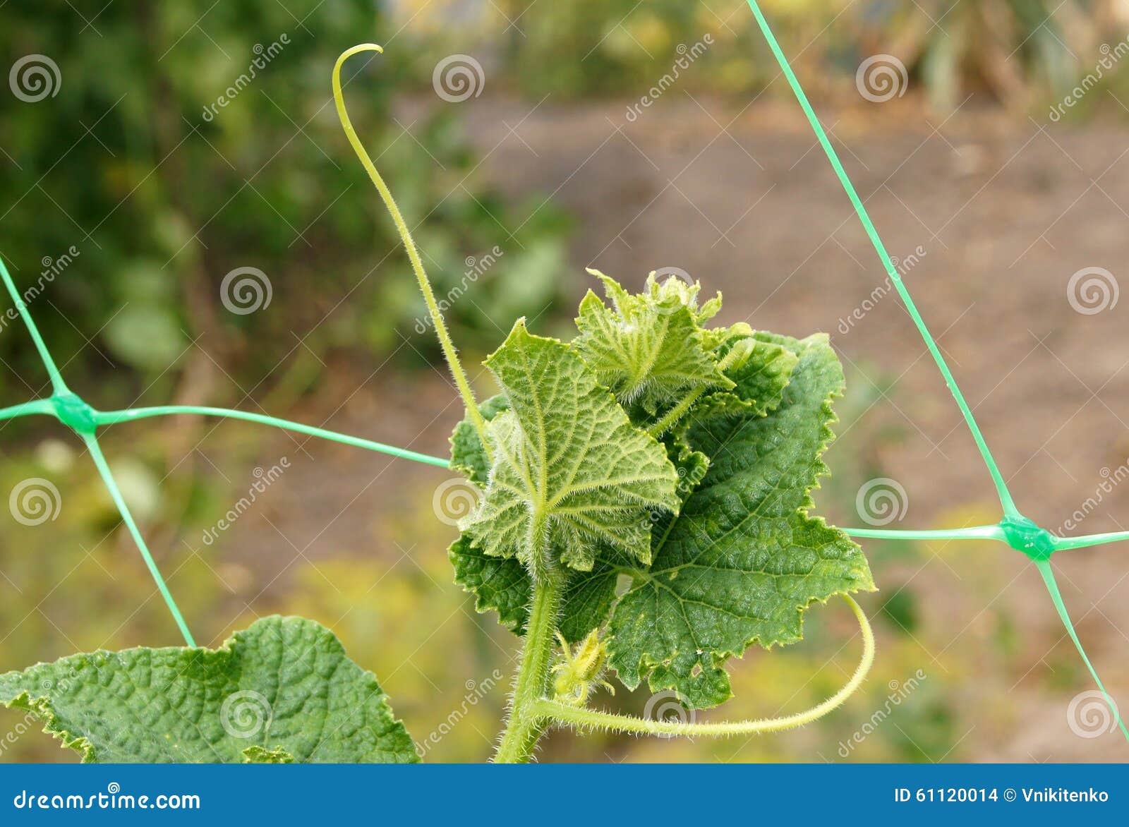 Cucumber Plant with Tendrils Stock Photo - Image of green, summer: 61120014