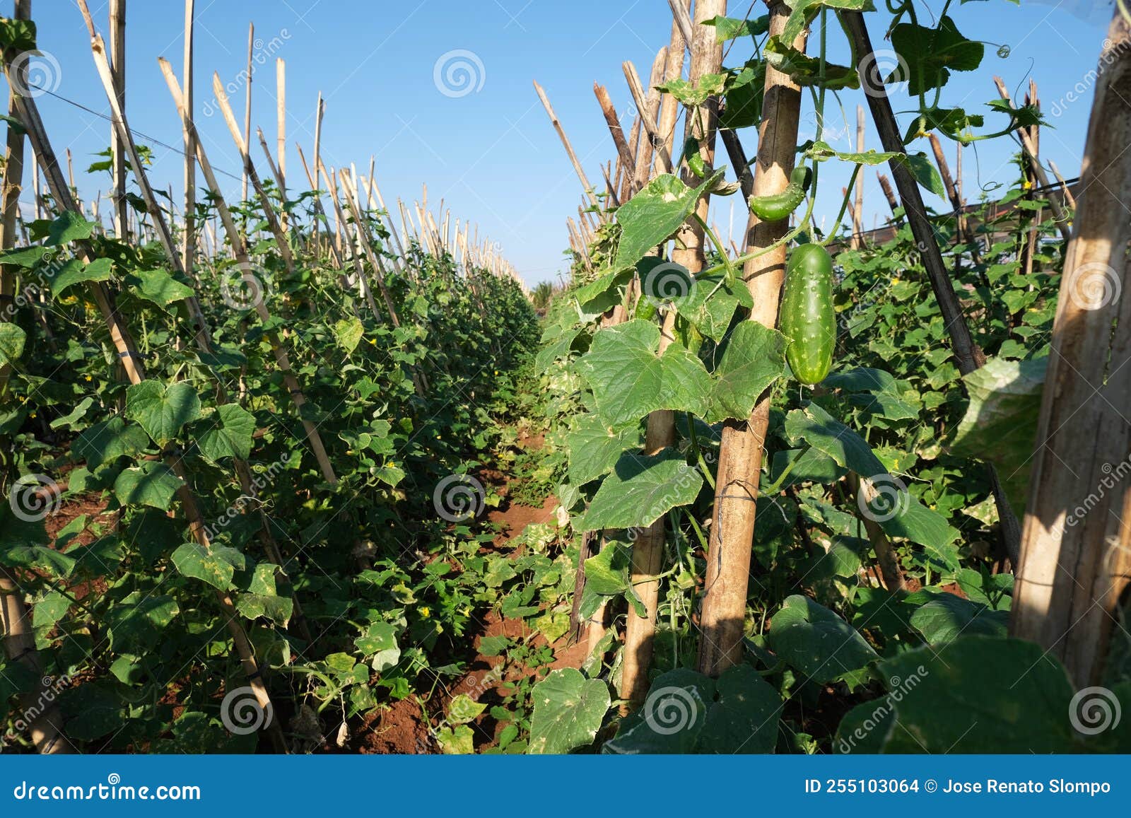 Cucumber Plantation Supported by Bamboo Stakes Stock Photo - Image of ...