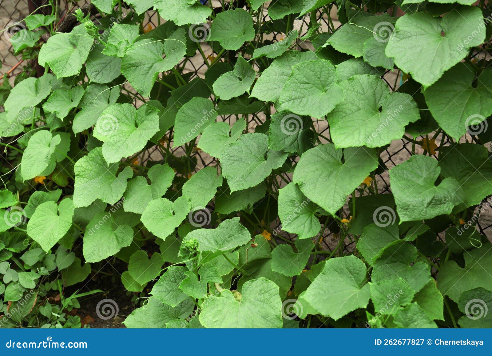 Cucumber Plants on Chain Link Fence Outdoors Stock Image - Image of ...