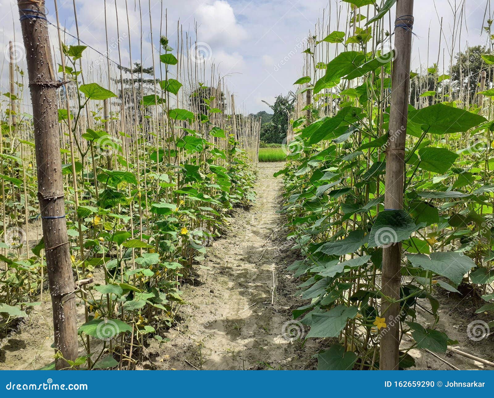 Cucumber Plants in the Field. Stock Photo - Image of cucumbers, grow ...