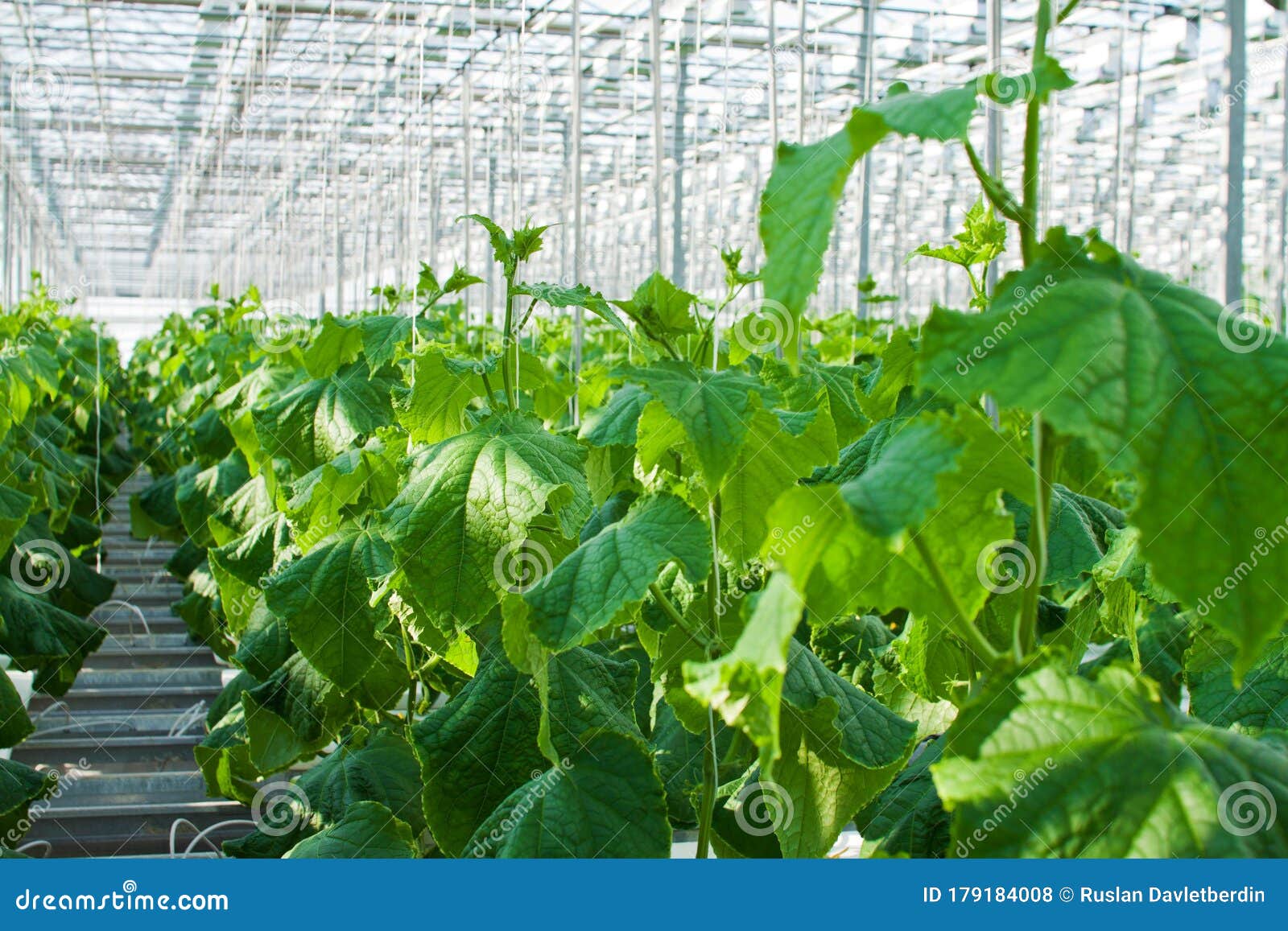 Cucumber Plants Growing Inside a Modern Greenhouse Stock Photo - Image ...