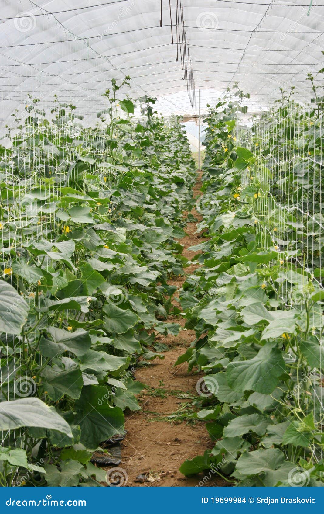 Cucumber production stock photo. Image of farming, greens - 19699984