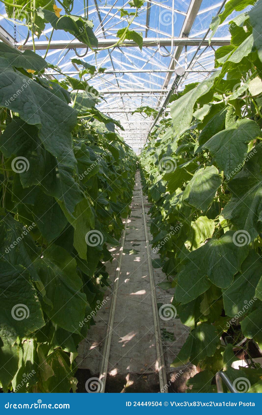 Cucumber production stock photo. Image of production - 24449504